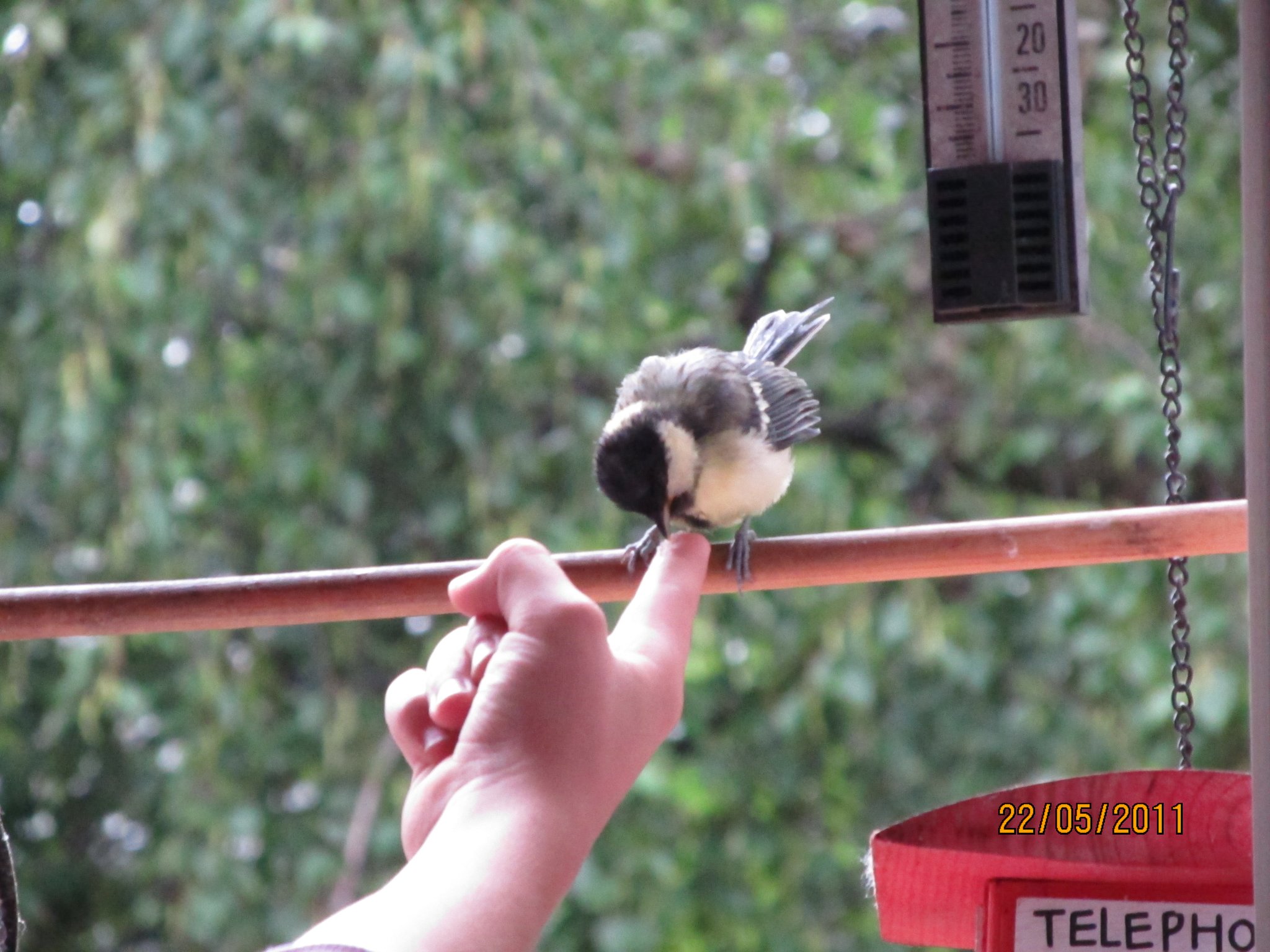 Baby-Meise lässt sich füttern