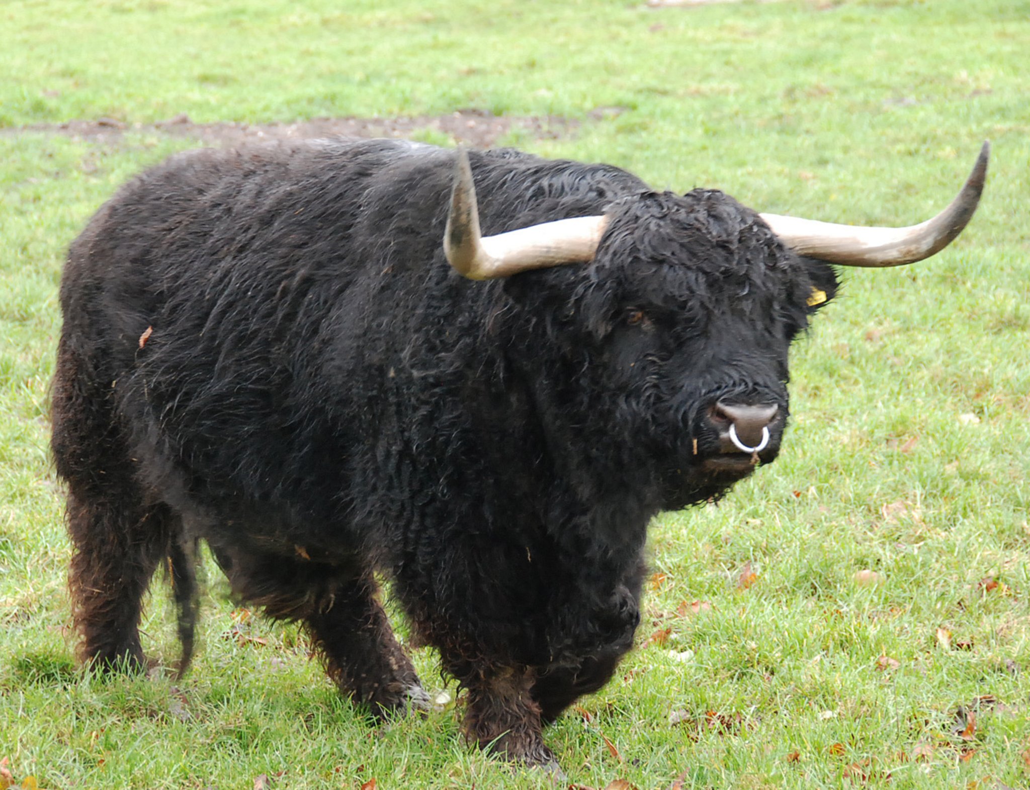 Der Stier vom Niederrhein