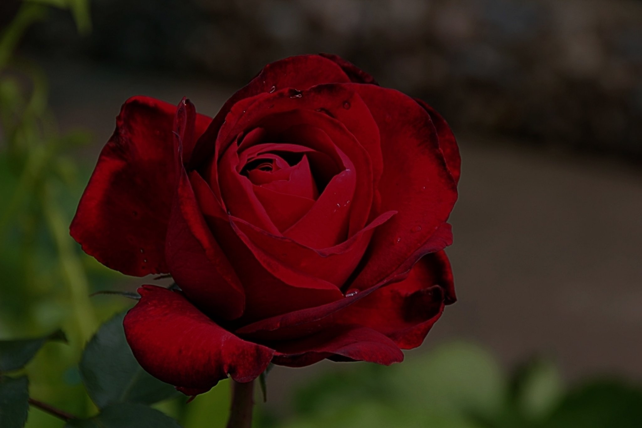 Schwarze Rose Norita