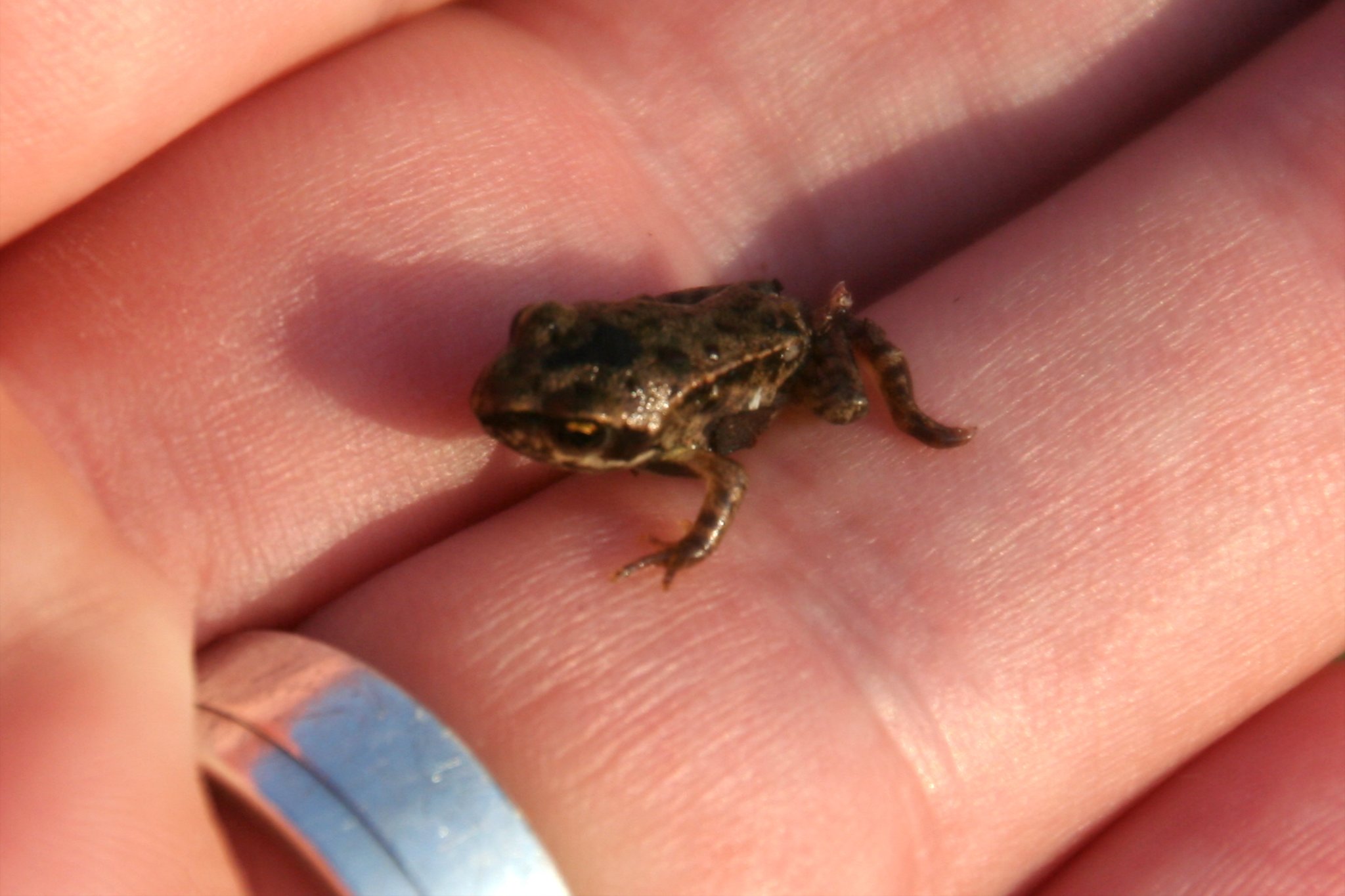 Aus der Kaulquappe wurde ein Frosch