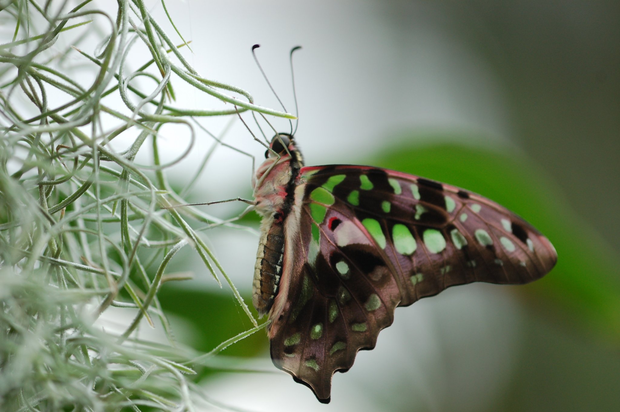 Schmetterling mit Rehaugen