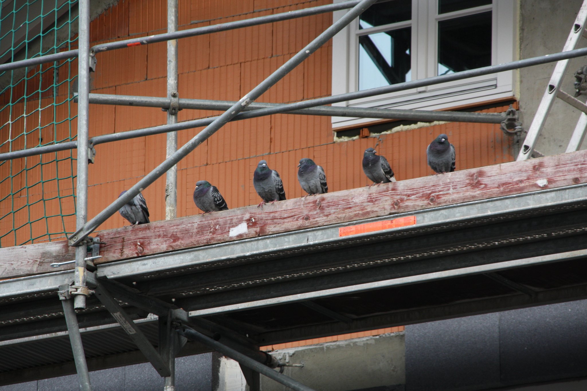 Tauben am neuen Bahnhof Menden