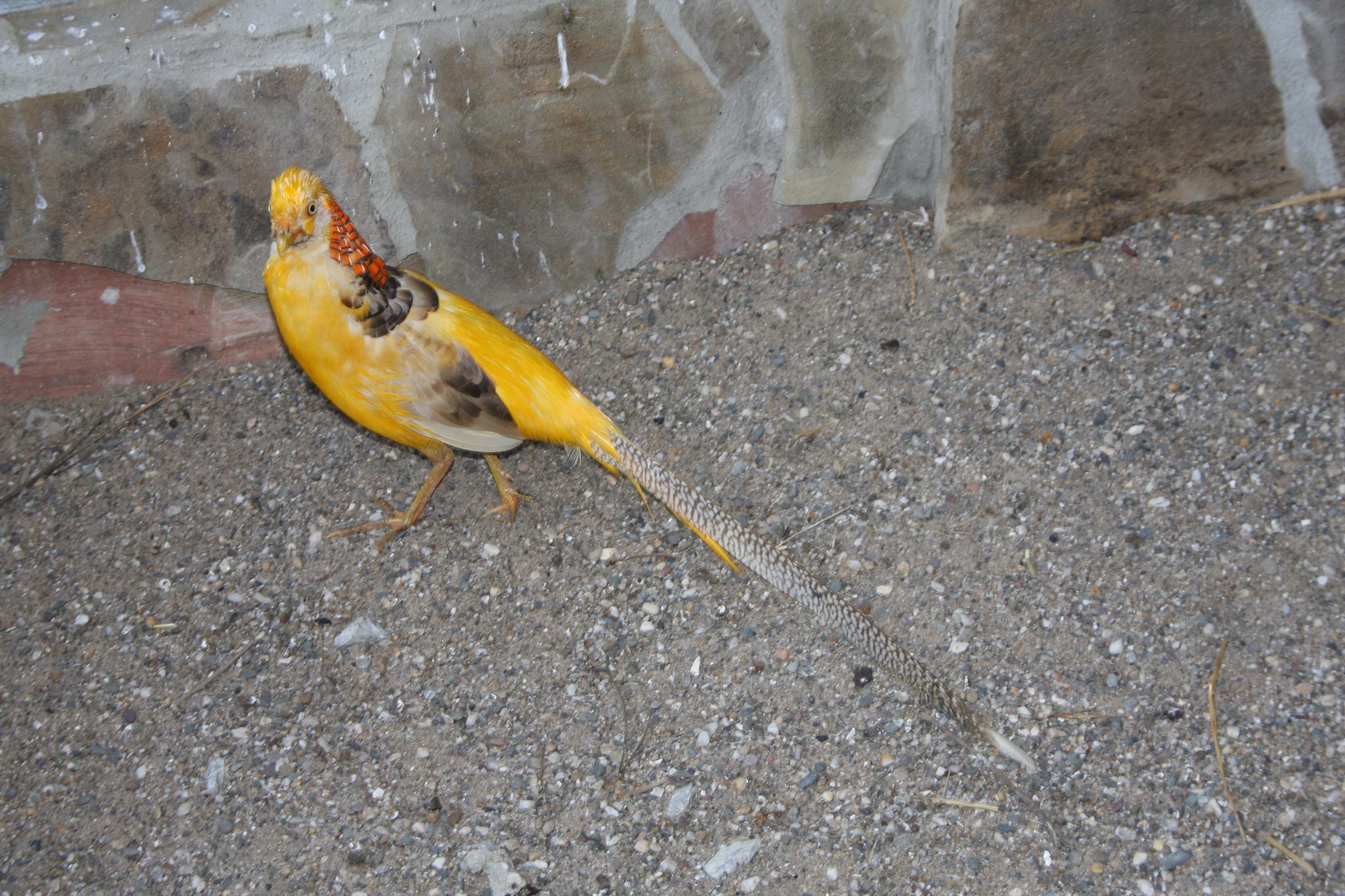 Bunter Fasan Vogel im Biebertal