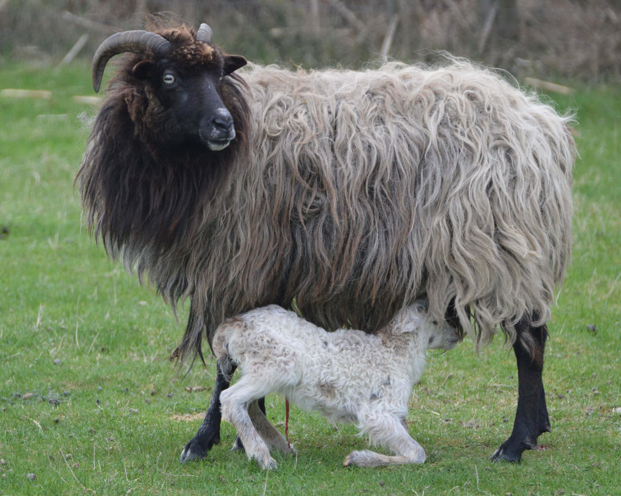 Neugeborenes Schäfchen