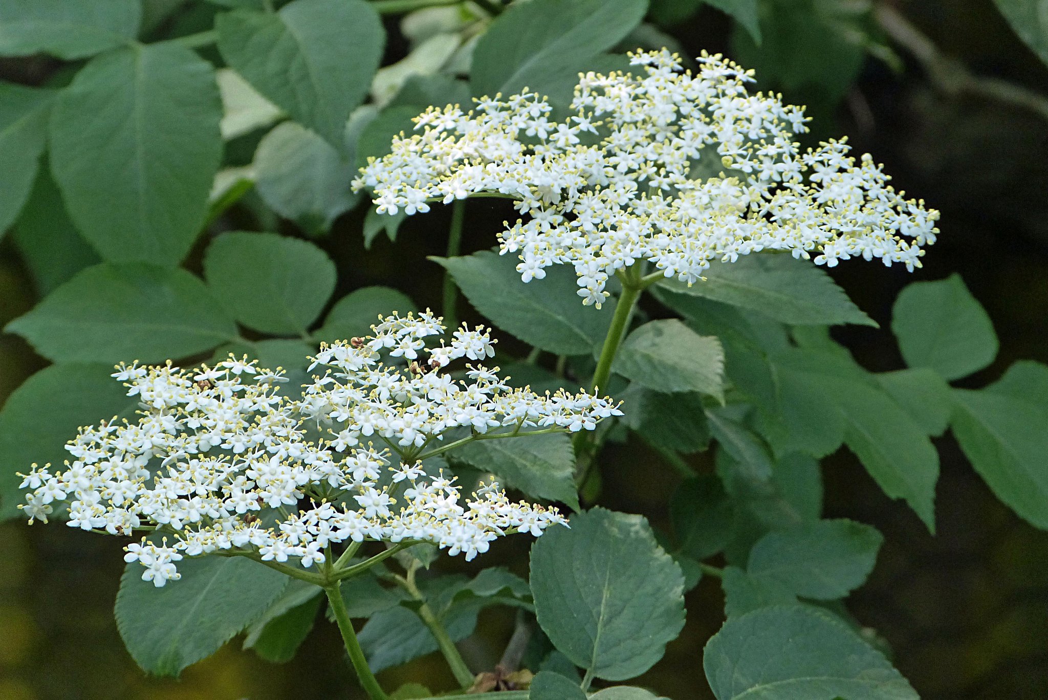 Der Hollunder blüht