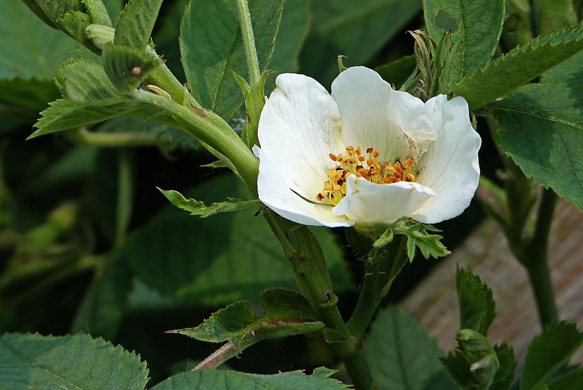 Die Heckenrose