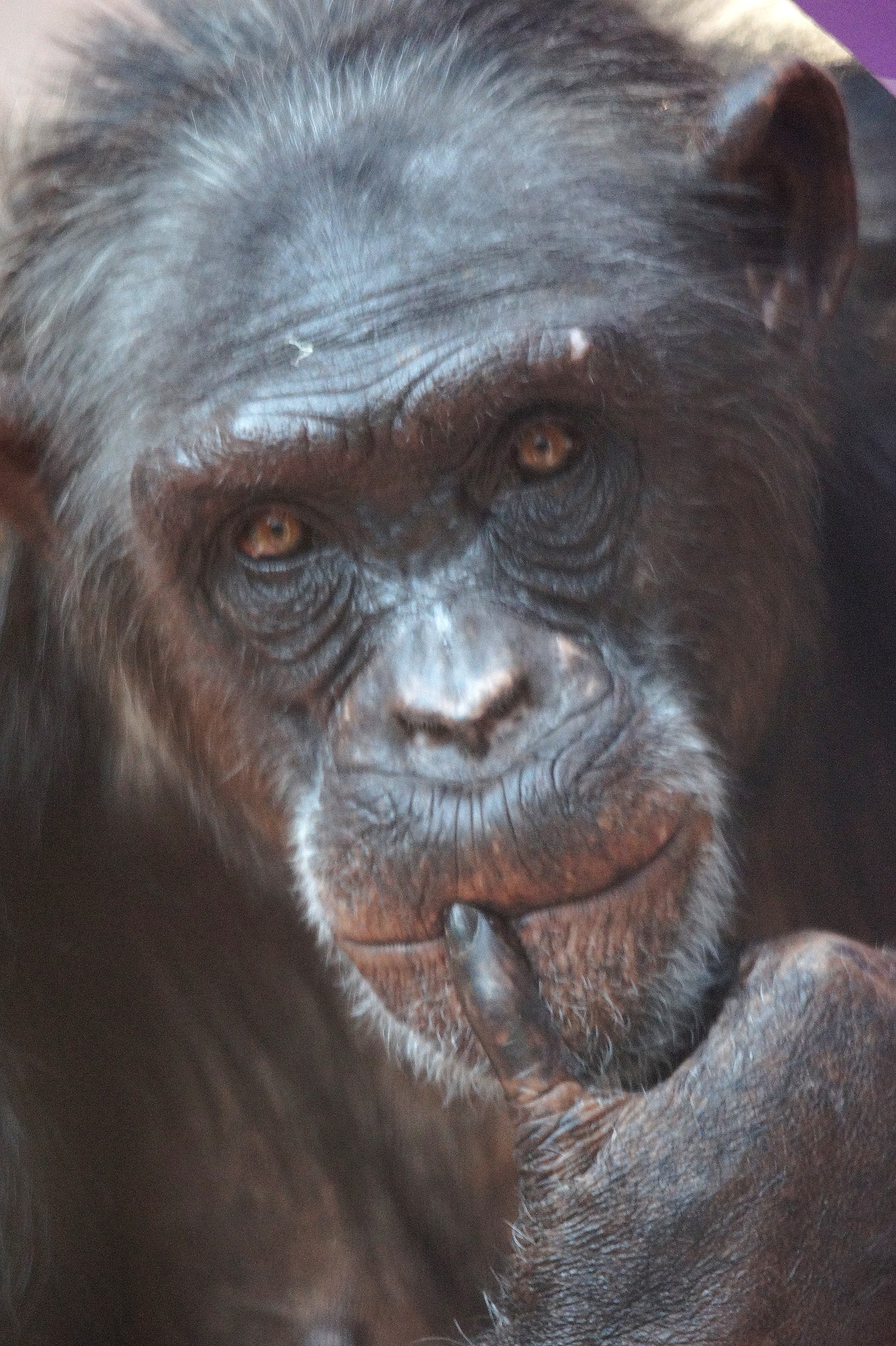 Ein nachdenklicher Affe