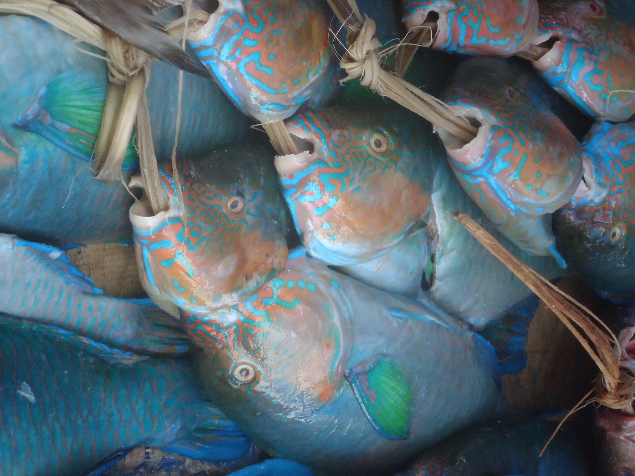 frischer fisch auf fiji