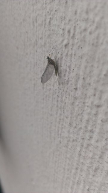 Schone Eintagsfliegen In Der Wohnung Bild
