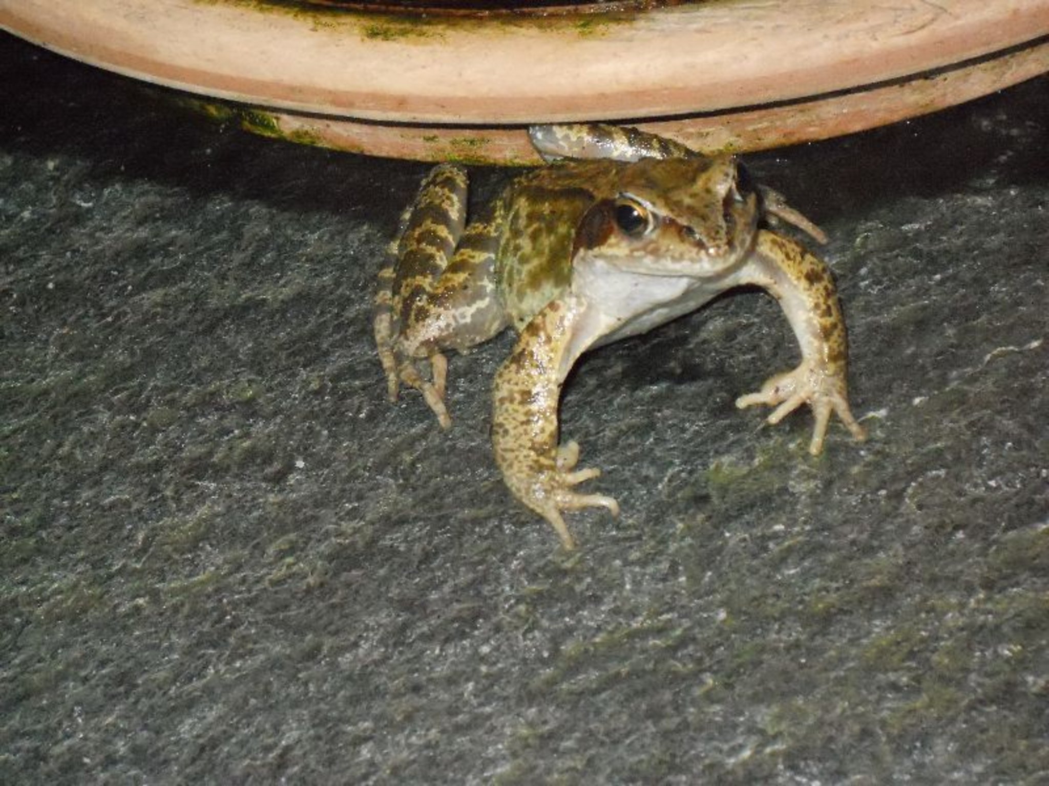 Echter Langenfelder Frosch zum Wachküssen