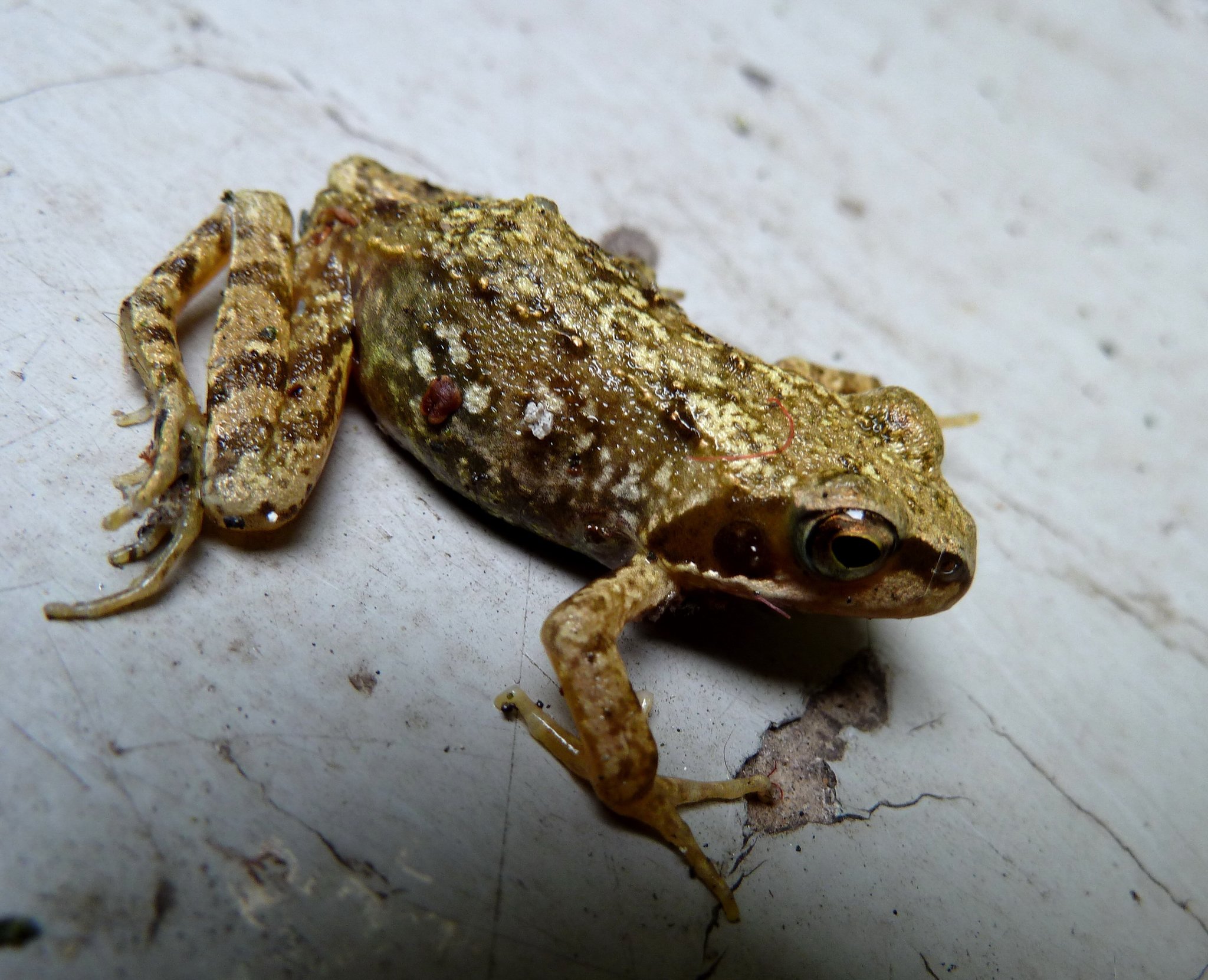 Kröte oder Frosch???