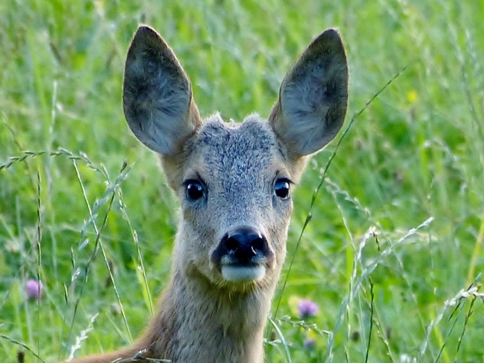 Ein Reh aus der Näh