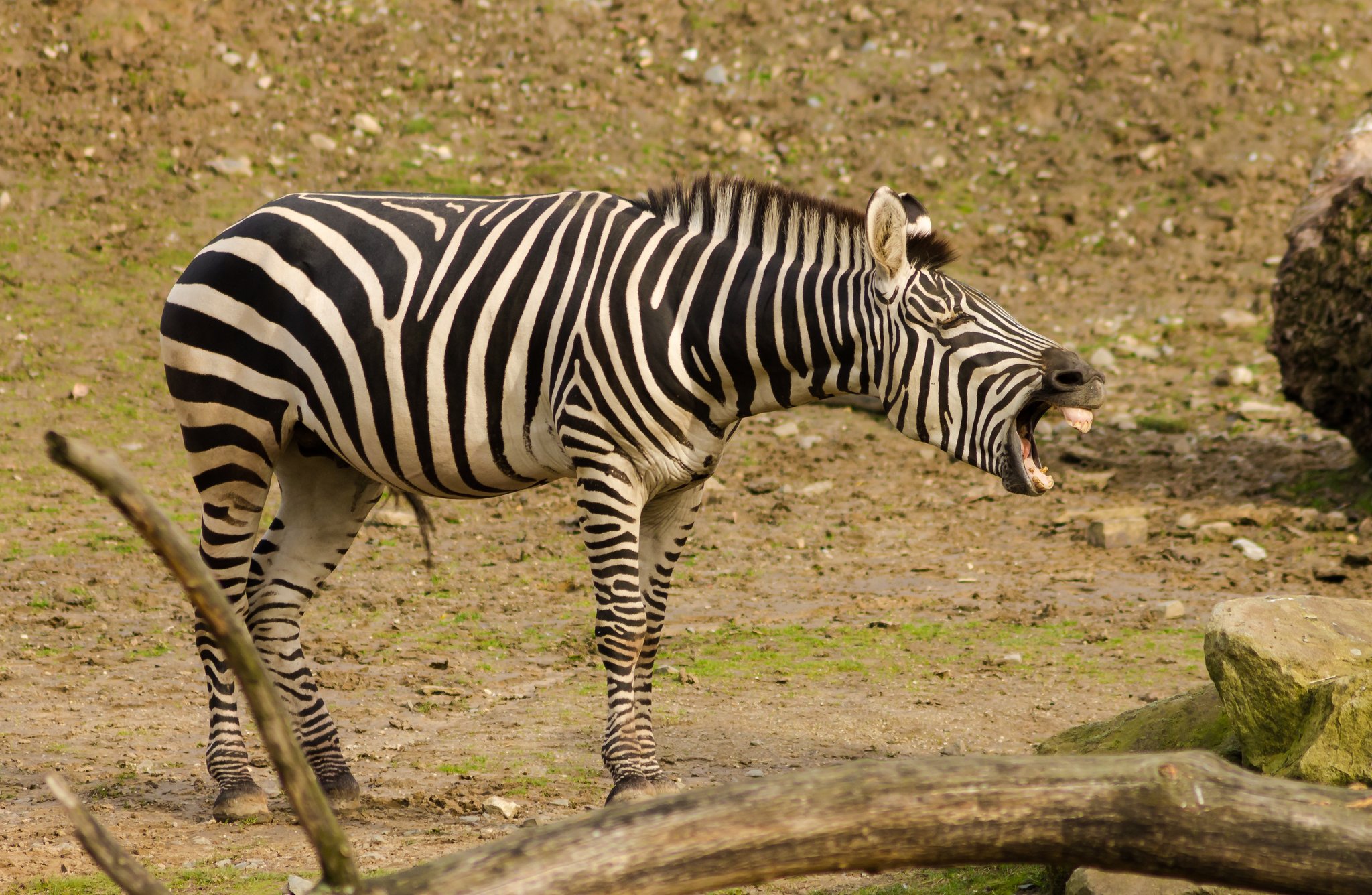 Zebra beim Posing