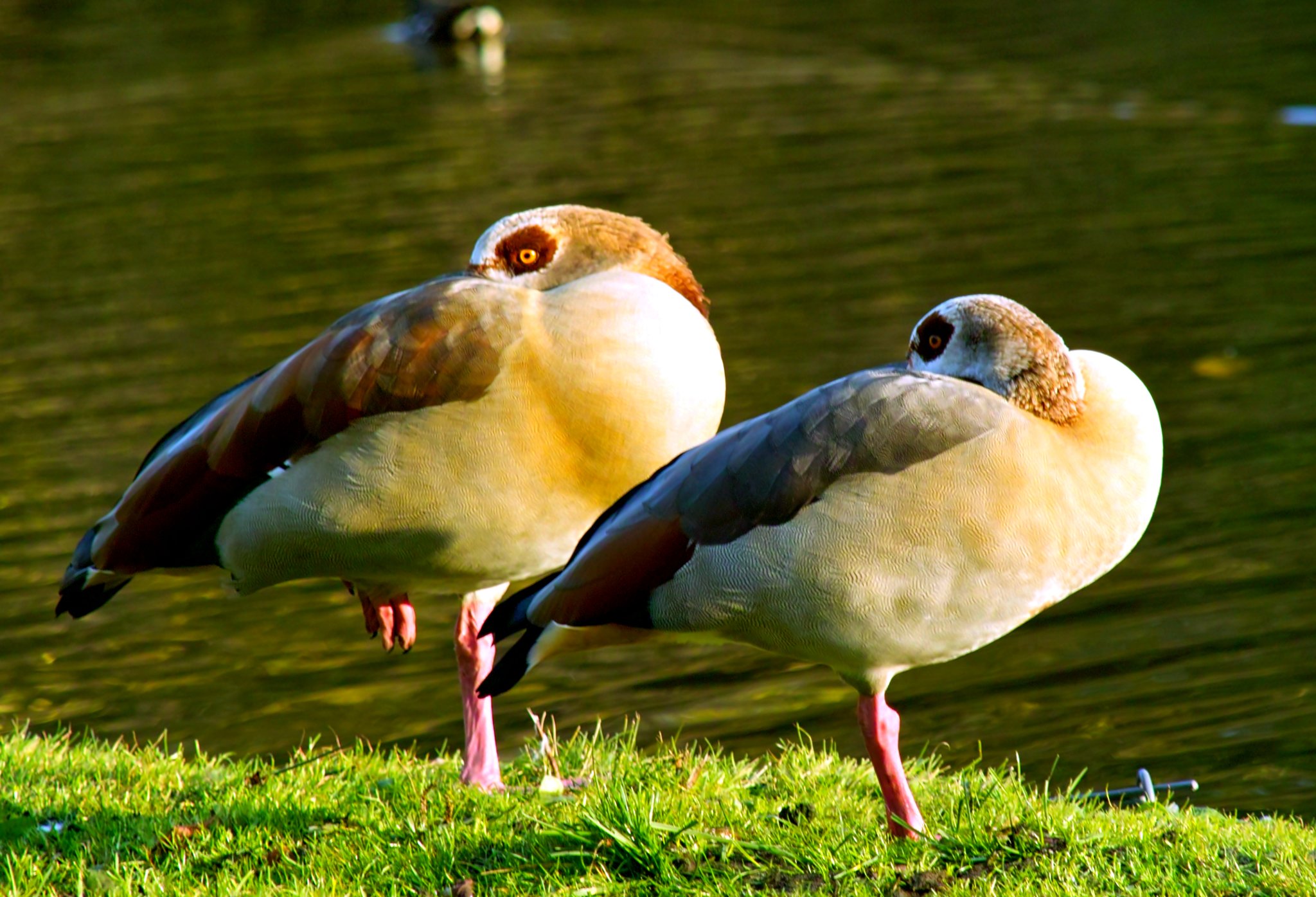 Nil Gänse im Abendlicht