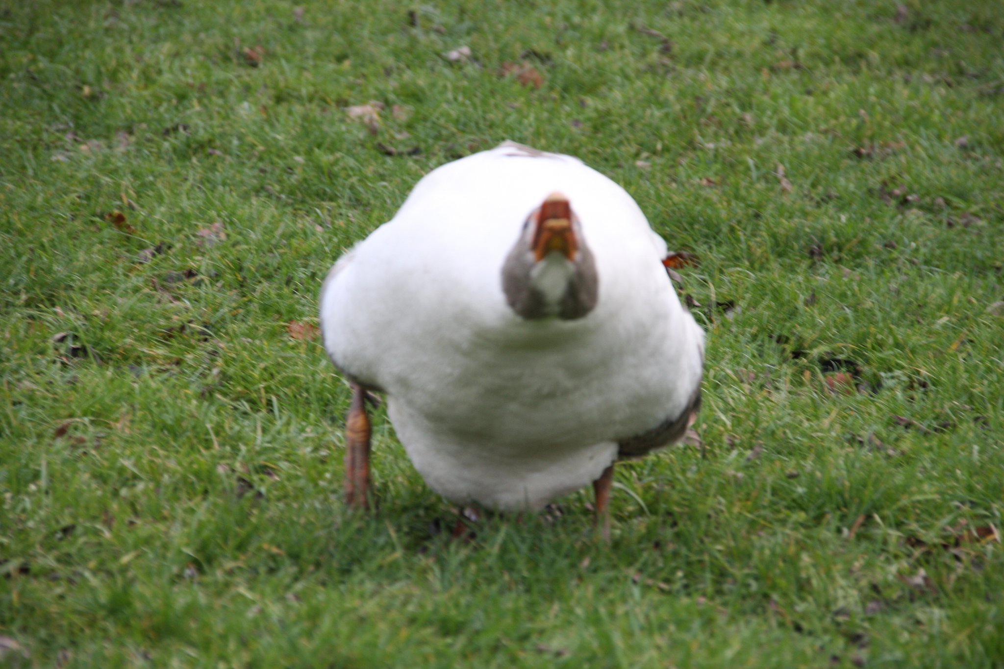 Der Gänse Angriff im Biebertal