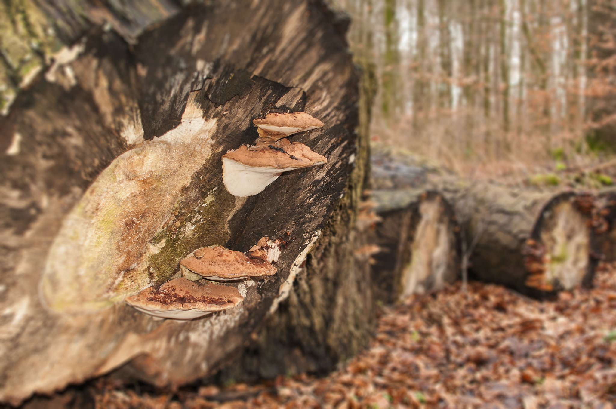 Ein alter Stumpf mit Leben