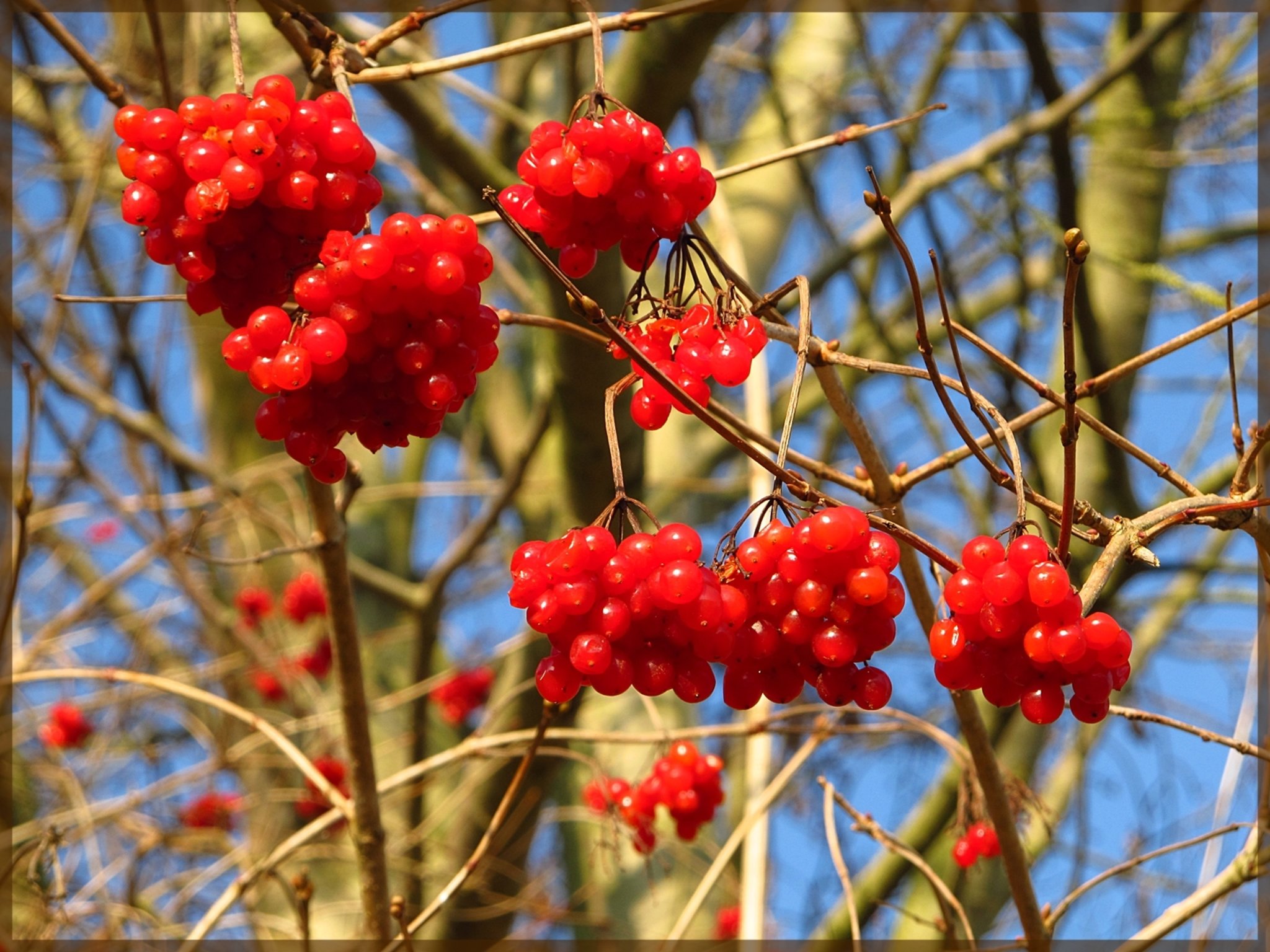 Leuchtend roter Blickfang, die Beeren des Gewöhnlichen Schneeballs ...