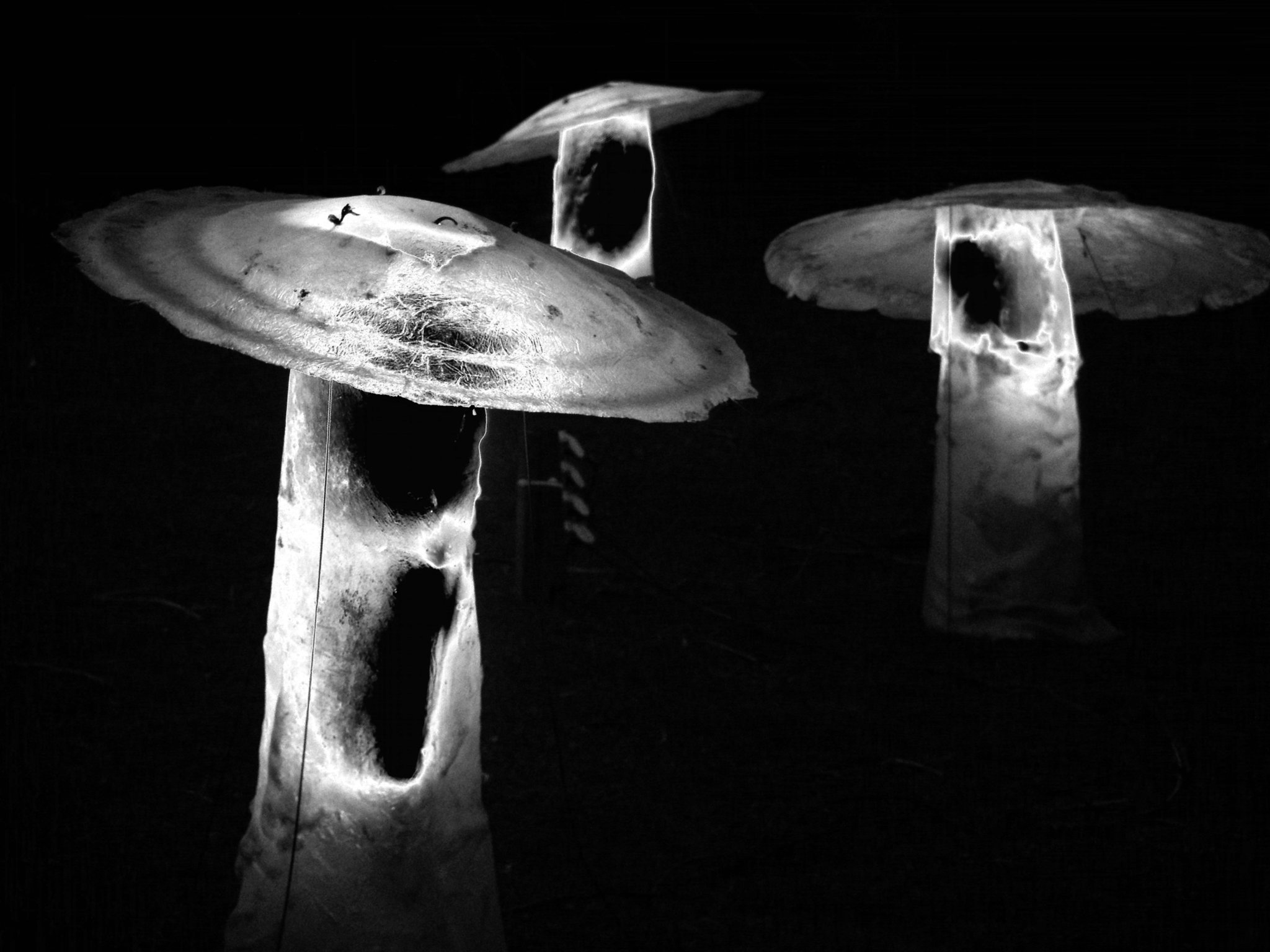 Manche Pilze aus Osteuropa sind noch immer mit Cäsium-137 aus den ...