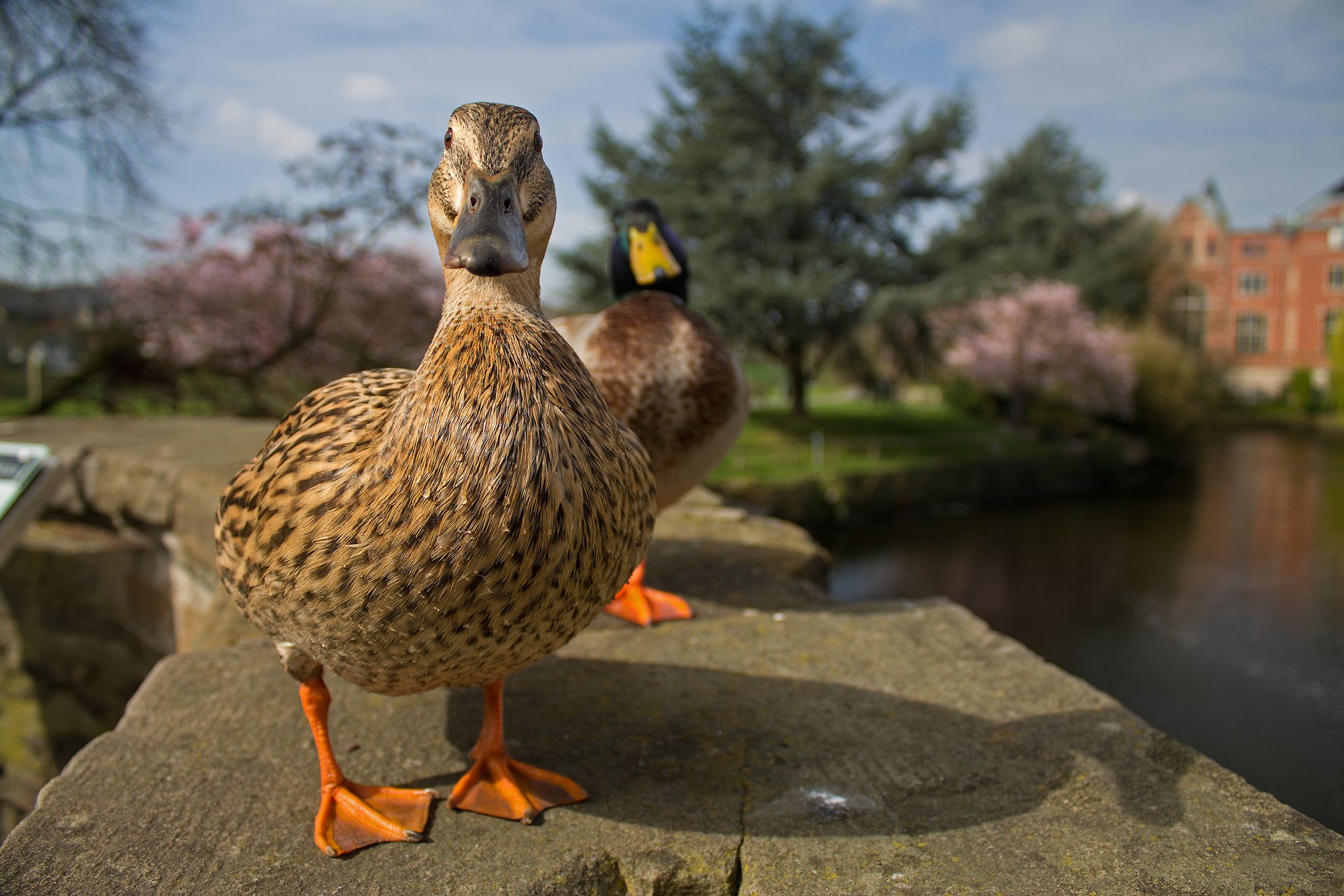 Gestatten - Quak Quak