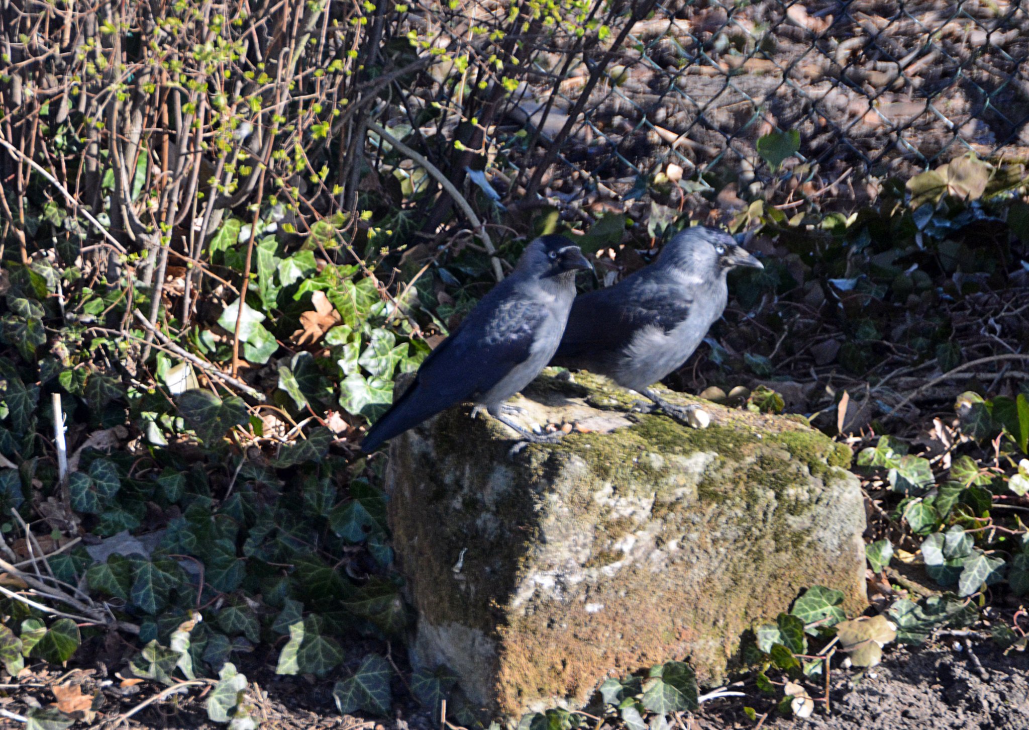 Dohlen-Pärchen in der Morgensonne