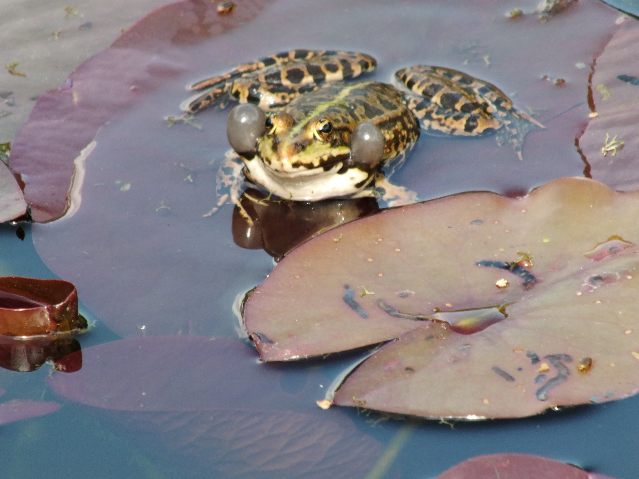 Hast du noch nie einen Frosch gesehen