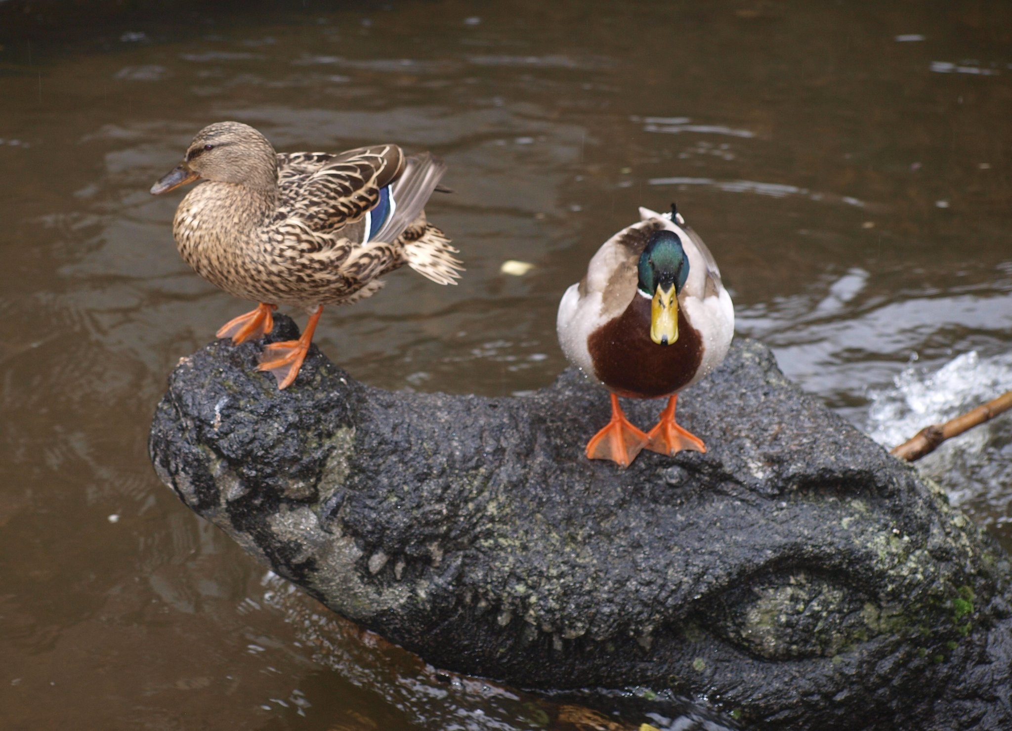 Enten machen Pause auf einem Krokodil in der Dreisam in Freiburg / Breisgau