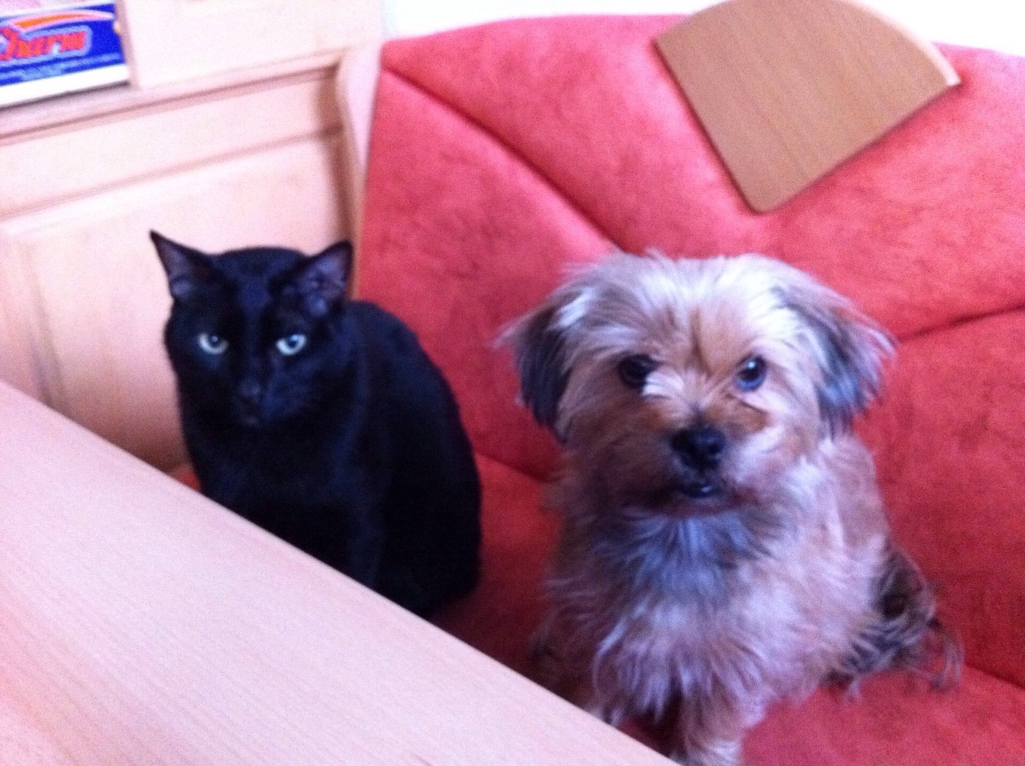 Mein bester Freund ist ein Kater,na und.Alles geht wenn man nur will.