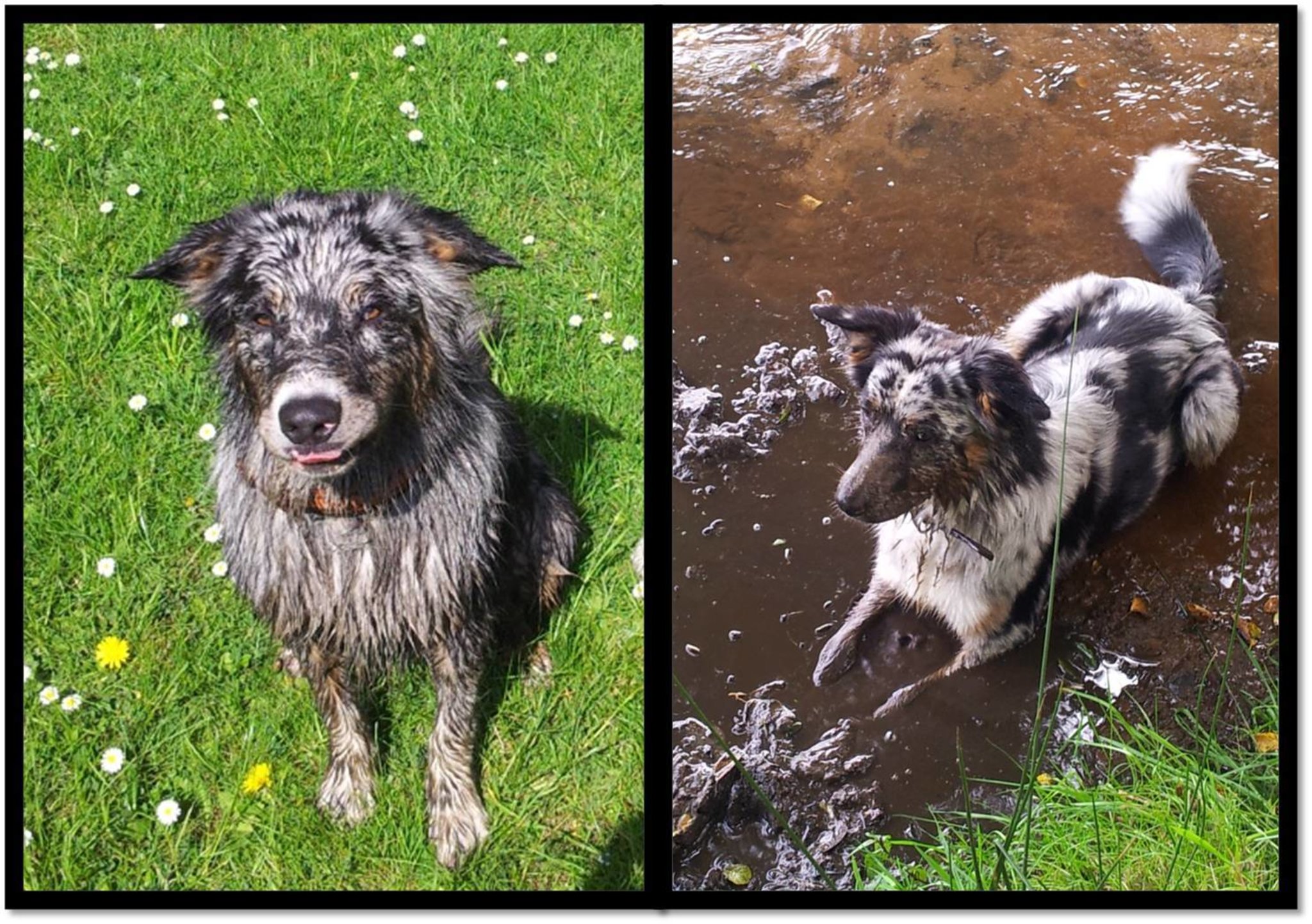 Schnüffel-Spaß im Schlamm *und unsere Hunde sind glücklich