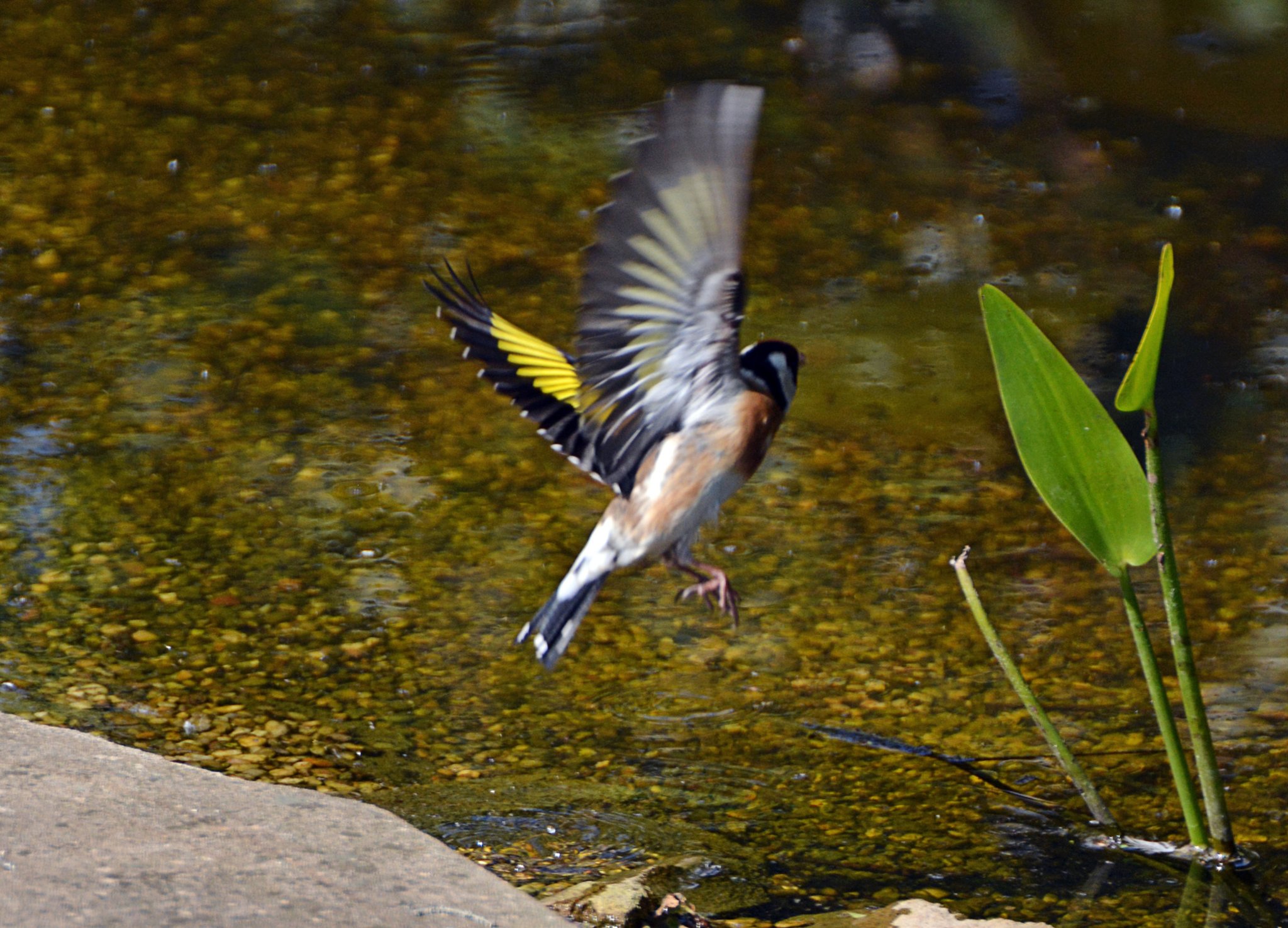 Distelfink - aufgeschreckt