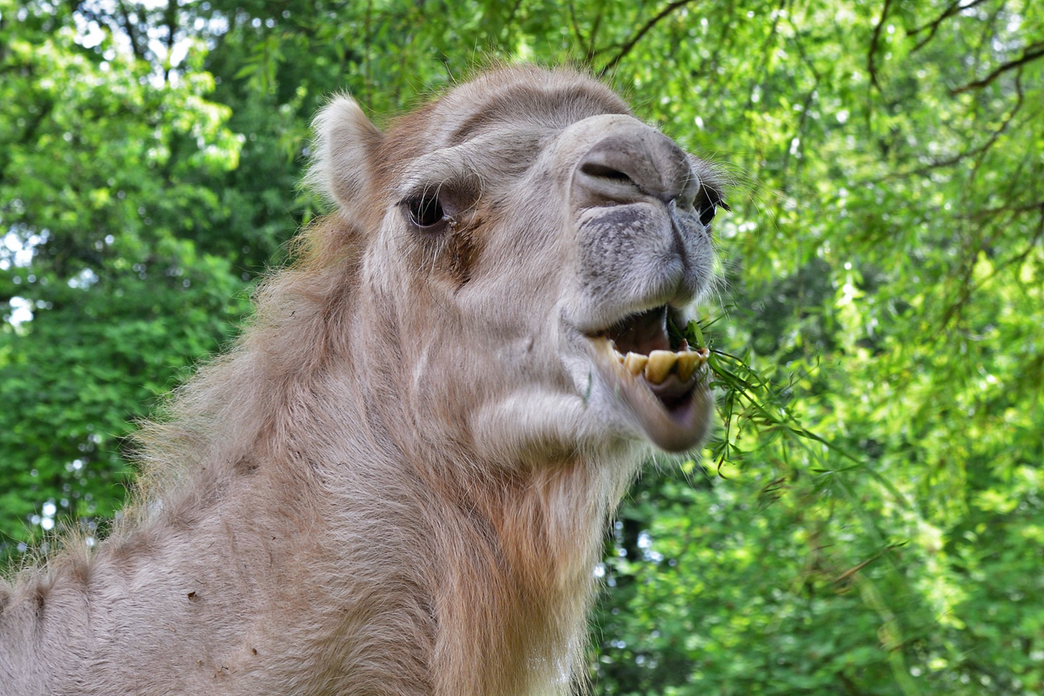 Camel Banquet im Südpark-Vehrenbergstr.