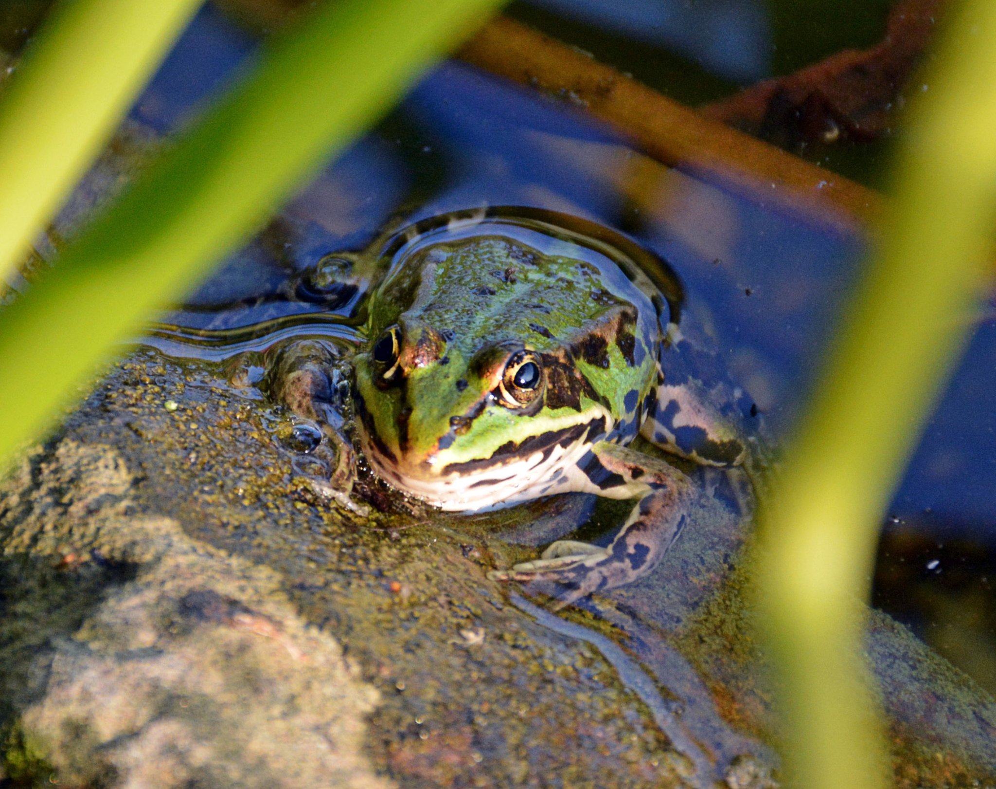 Frosch in der Abendsonne