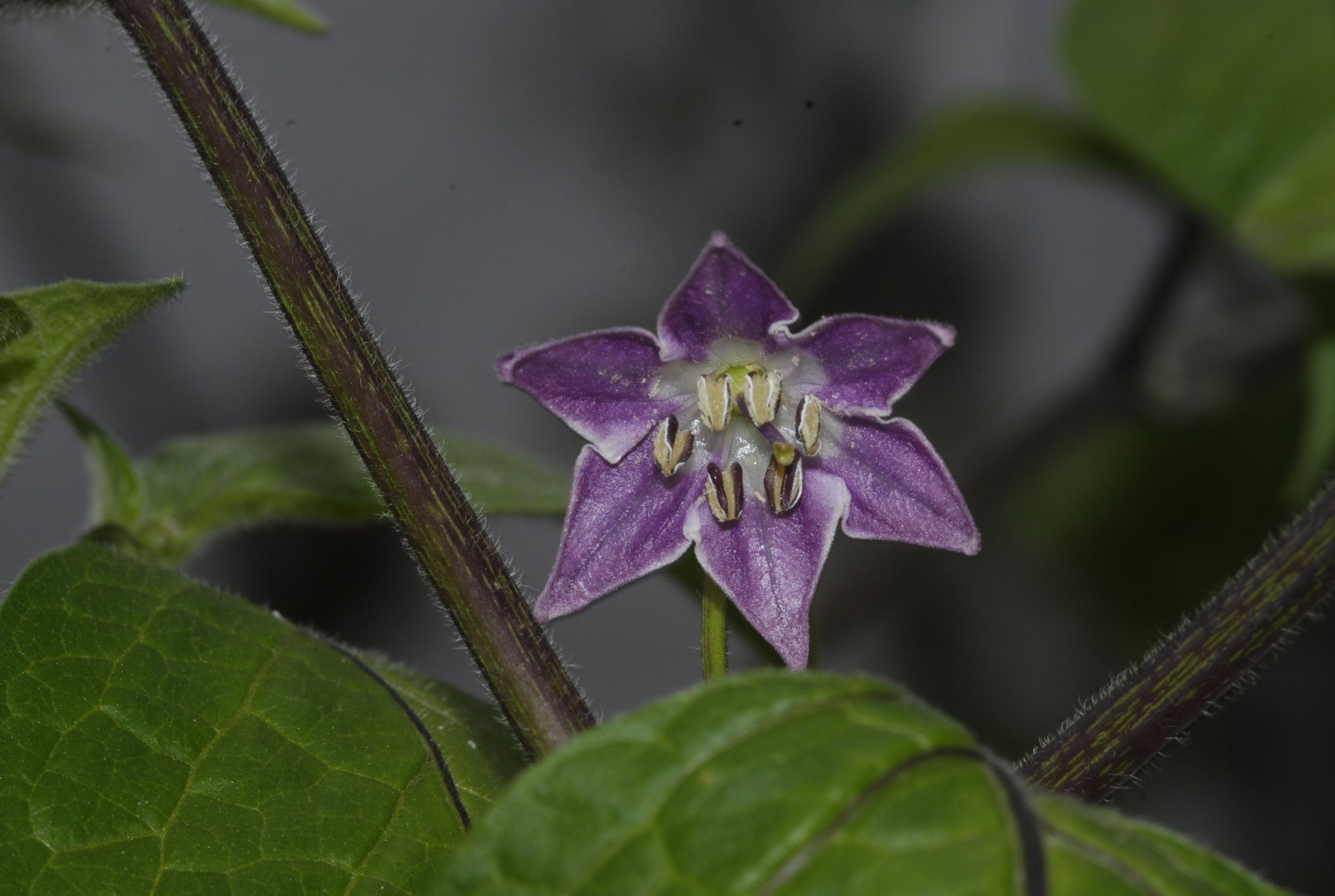 Blüte der Baumchili (Capsicum pubescens)