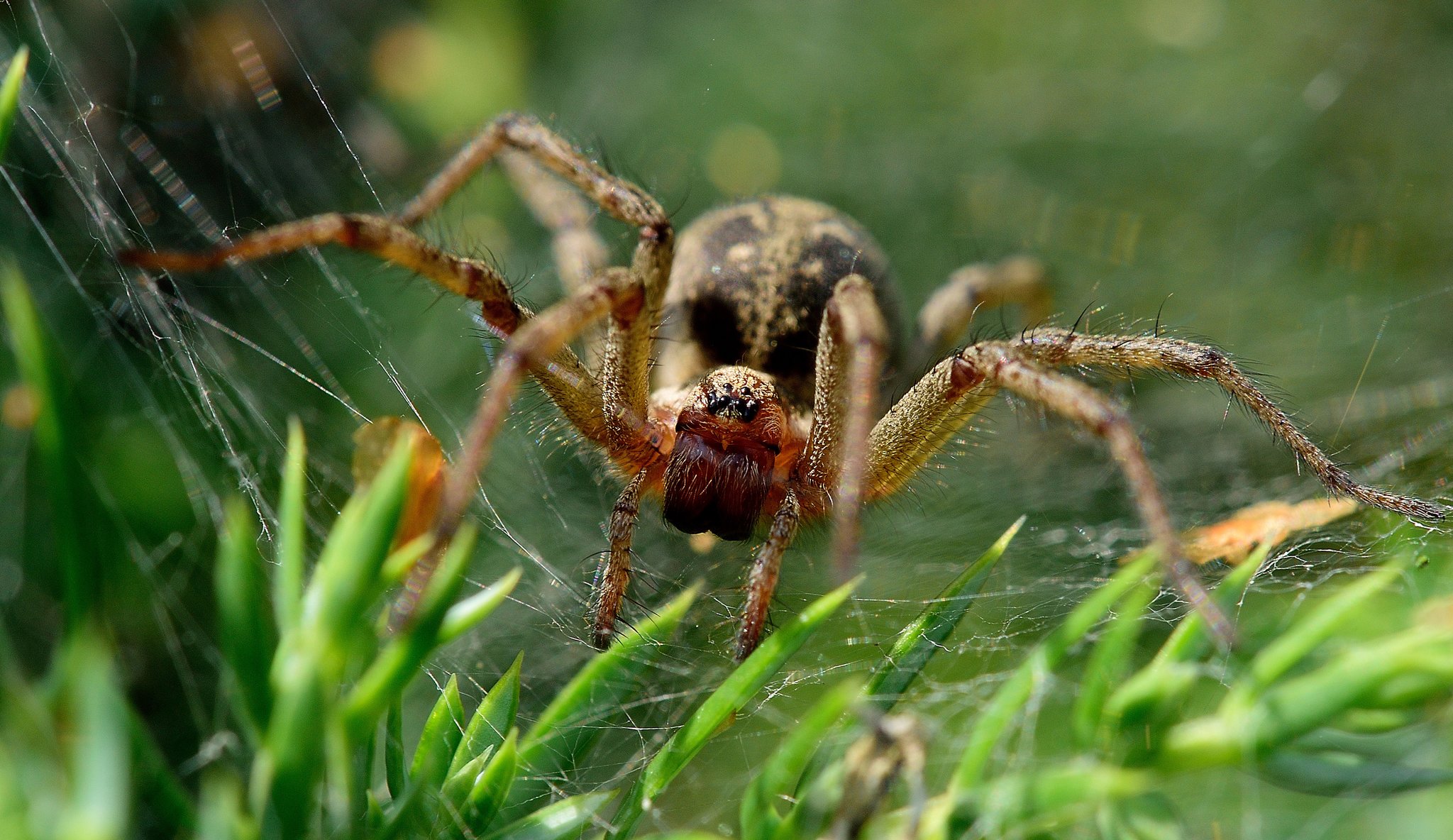 Waldtrichterspinne (Histopona torpida)