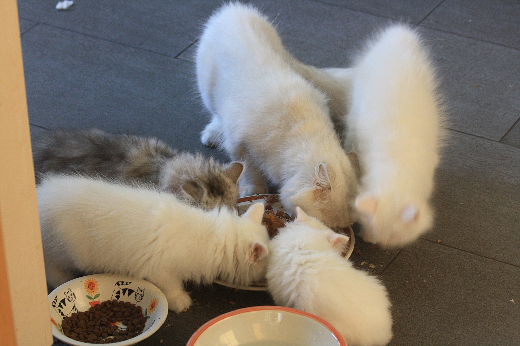 Für Science Fiction Fans: CAT TREK 7 - Fressen der Generationen