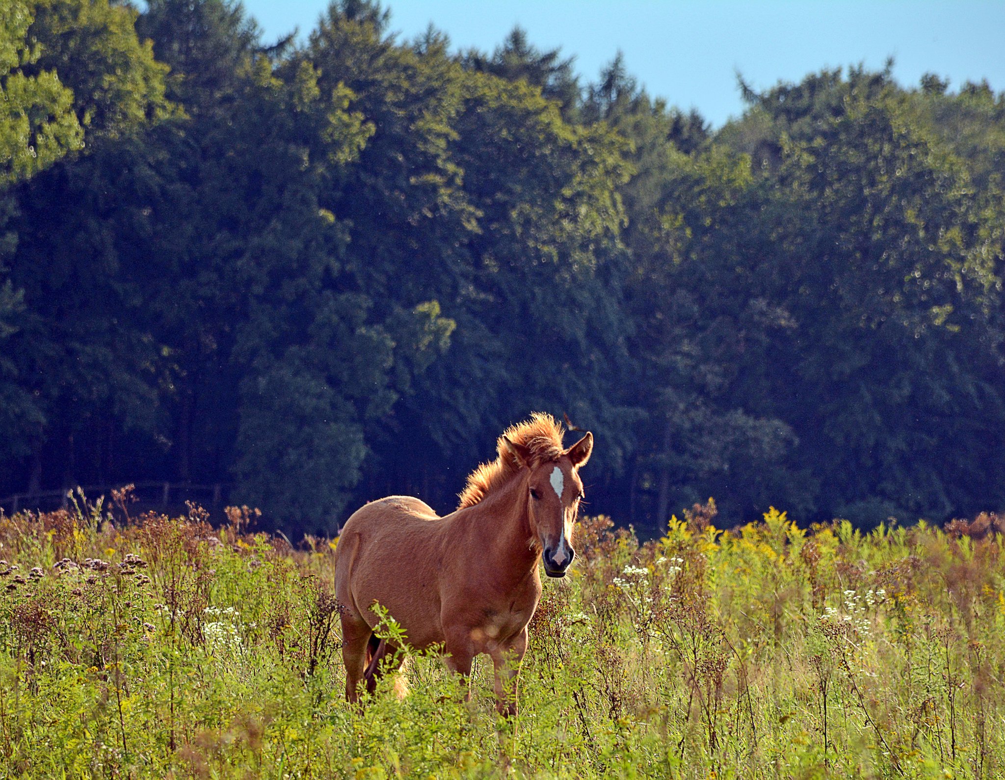 Freilaufendes Pferd in den Steverauen in der Abendsonne