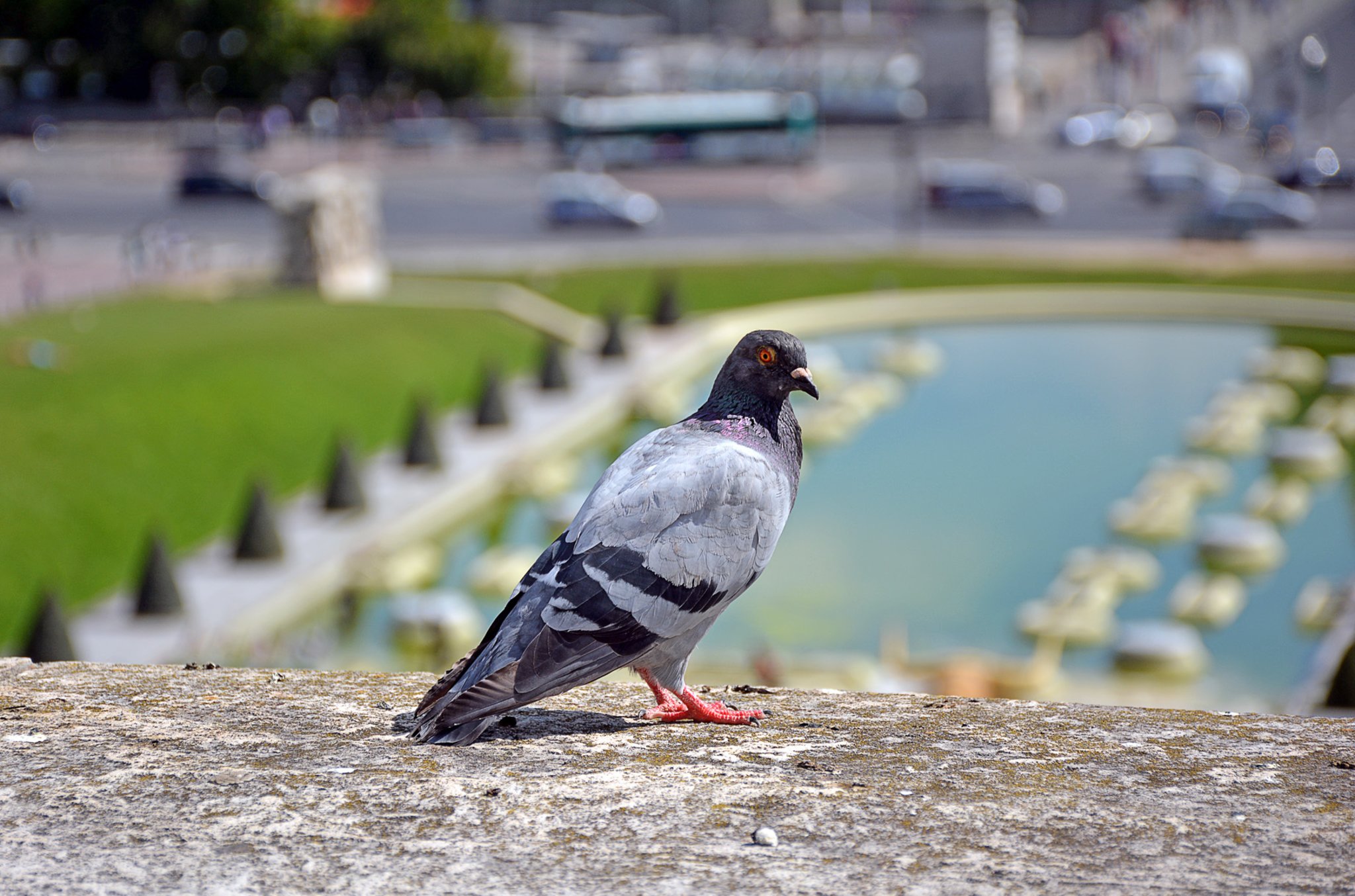 Taube in der Nähe des Eiffelturms in Paris