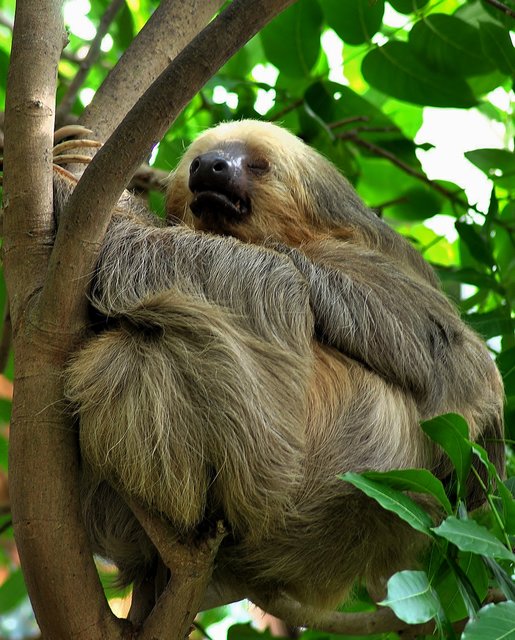 Bitte nicht stören. Faultier gesehen im Krefelder Zoo