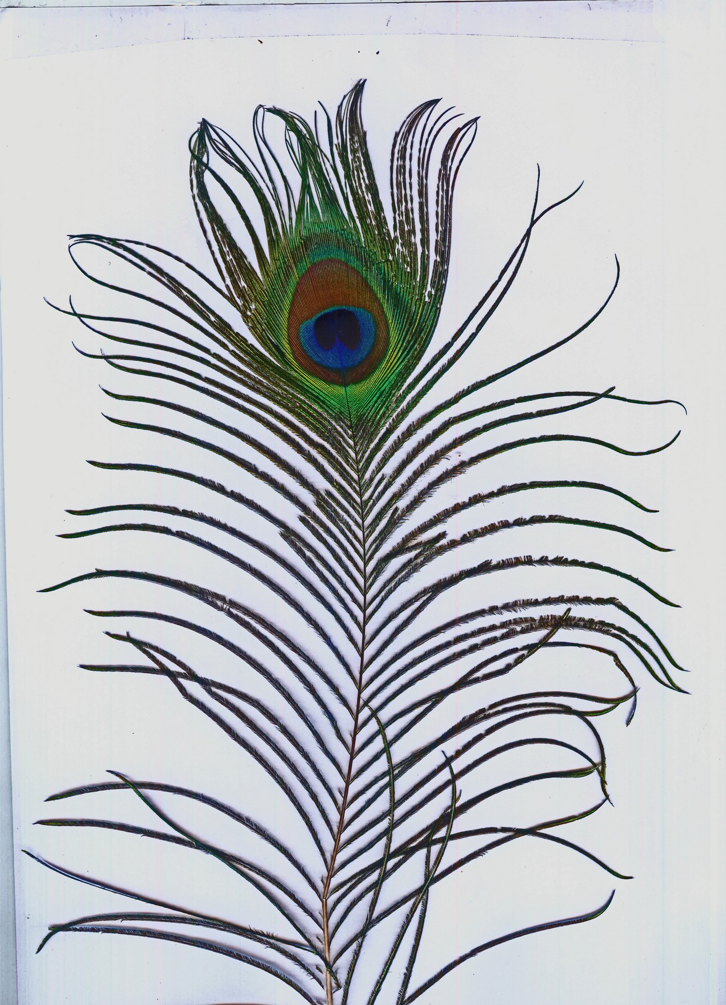 Es soll ja Leute geben, die sich gerne mit--------- ,, FREMDEN FEDERN ...