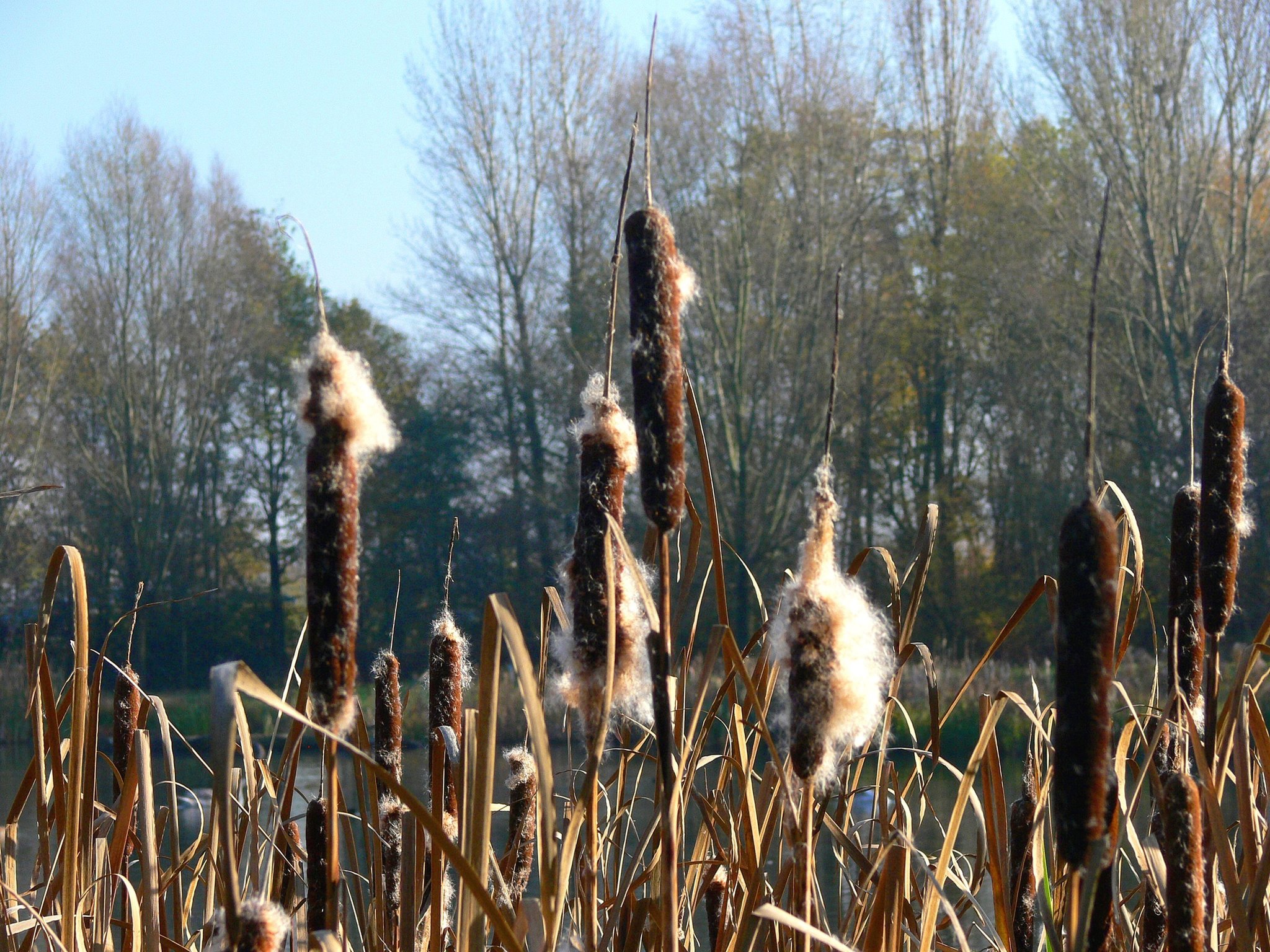 Herbstimpression in GE-Sutum
