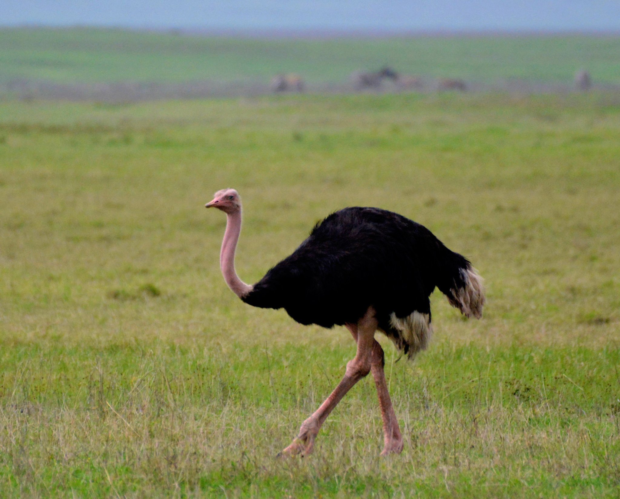 Afrikanischer Strauß
