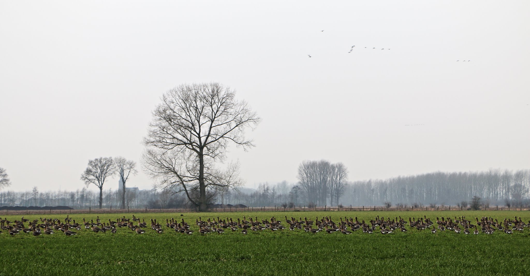 Typisch unterer Niederrhein!
