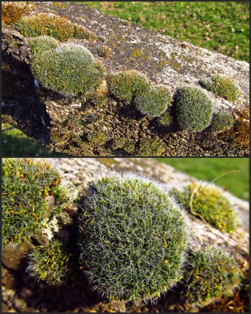 Moos des Jahres 2007 - das Polster-Kissenmoos (Grimmia pulvinata)