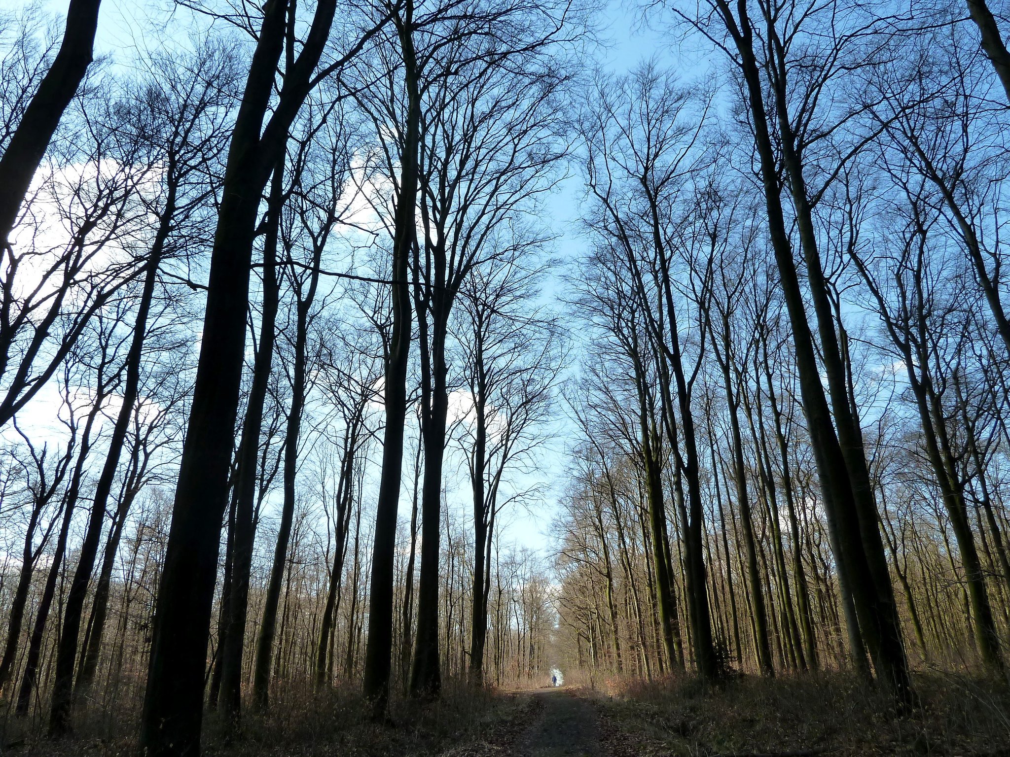 Ausgestoßene Schallwellen werden von komprimiert zusammenstehenden ...