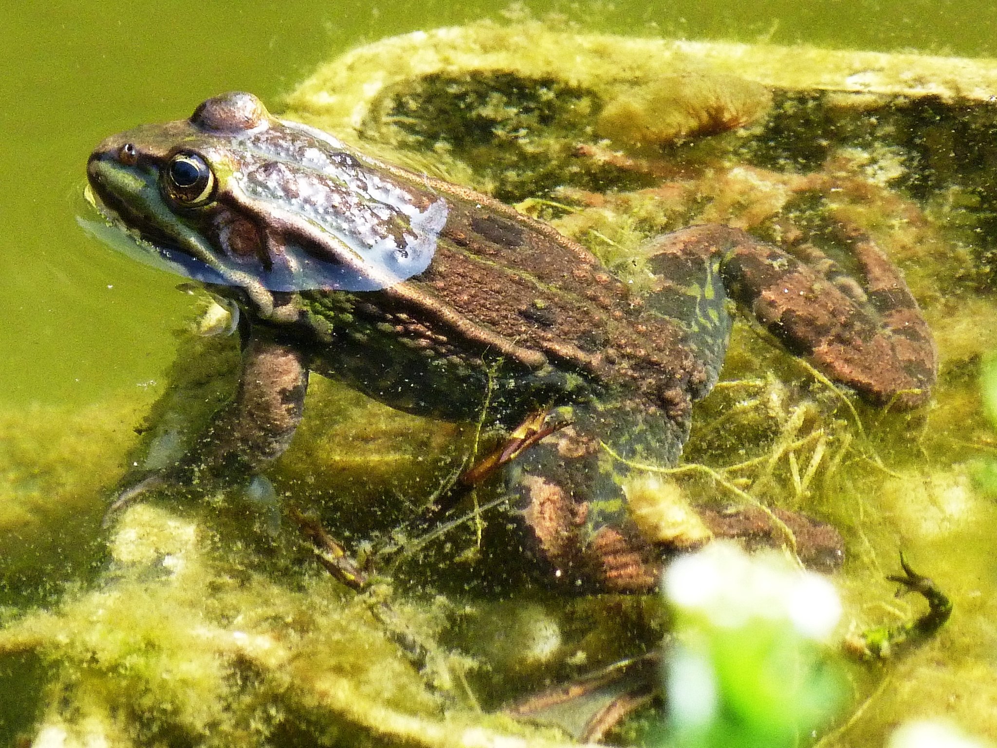 Wir haben wieder einen Frosch im Teich