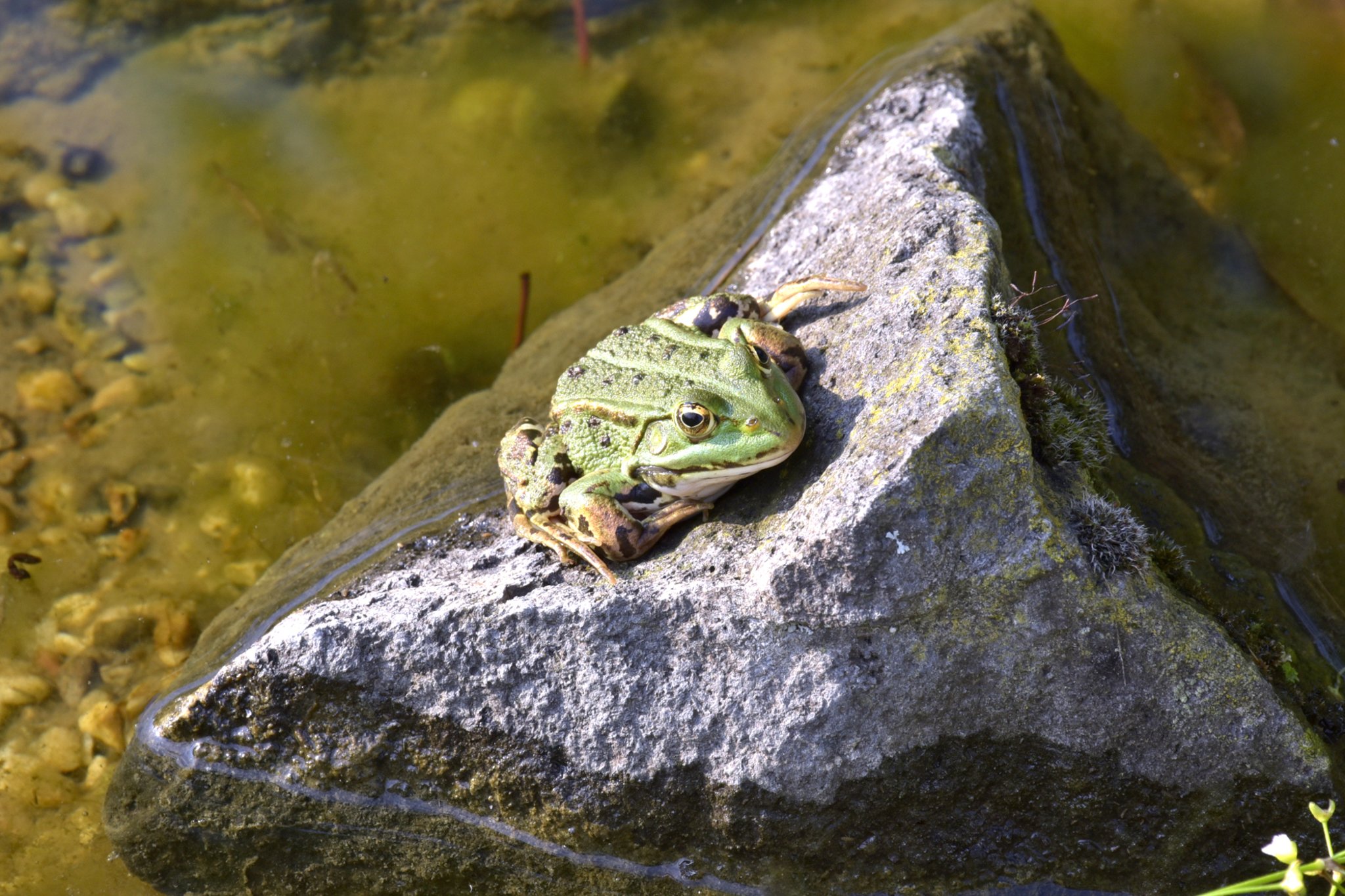 Frosch in der Abendsonne