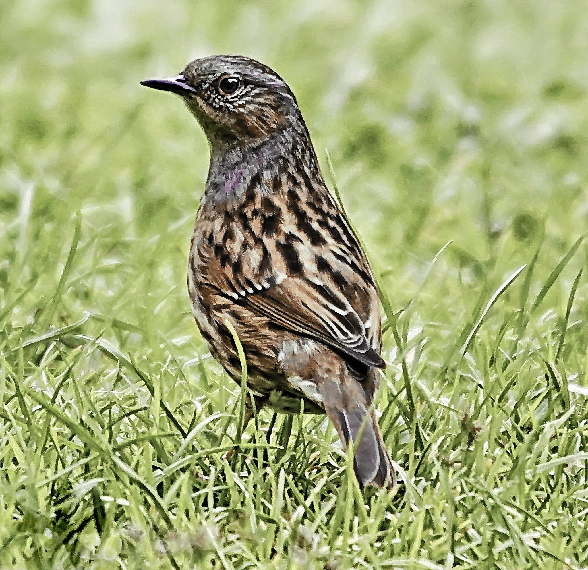 Drossel in unserem Garten