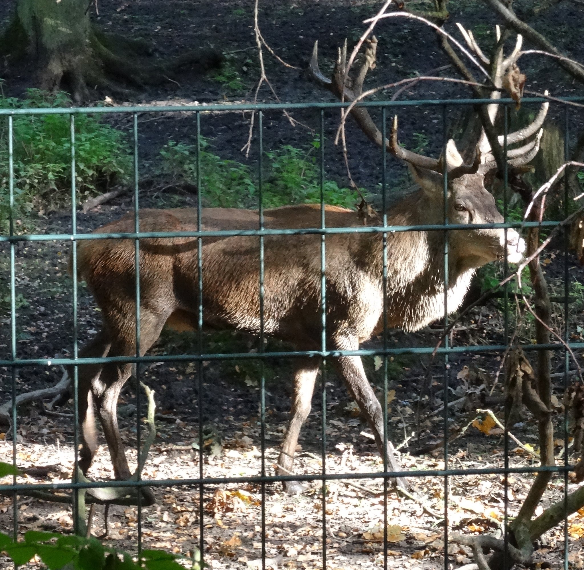 Ein Hirsch im Dortmunder Zoo