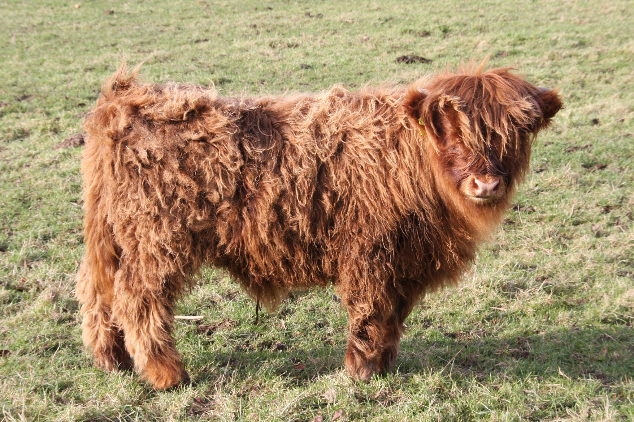 Ein schön zotteliges Fell