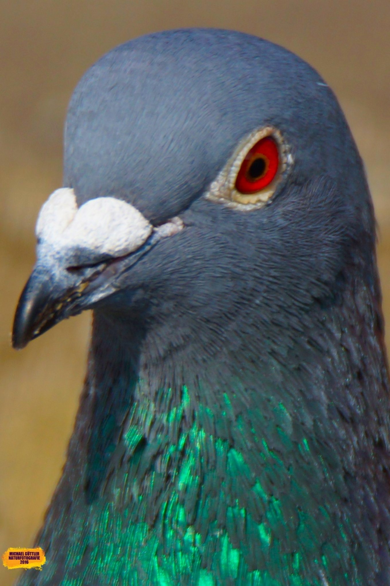 IM PORTRÄT, DIE WILDTAUBE...