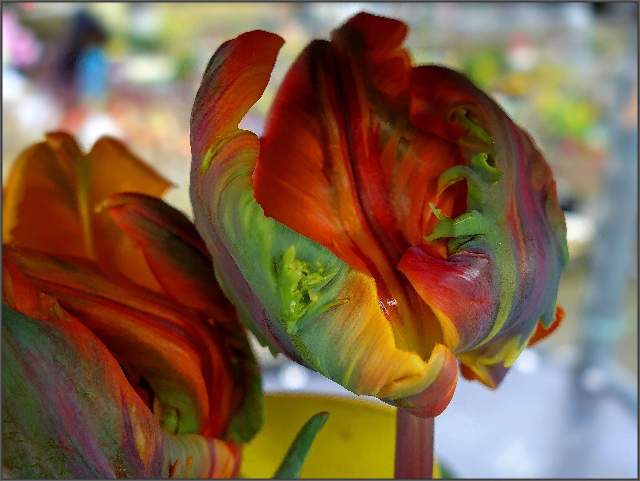 Französische Tulpe